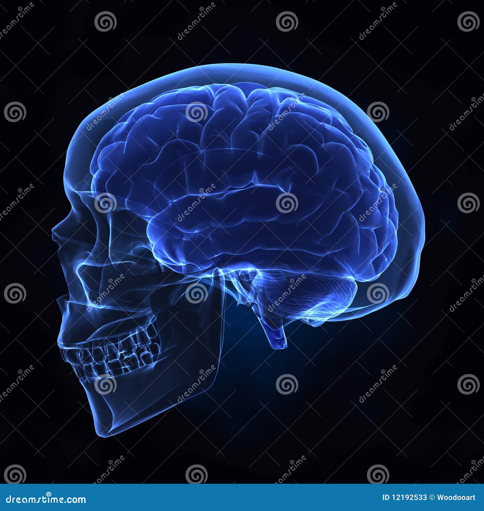 Left View of Human Skull and Brain Stock Image - Image of anatomy ...