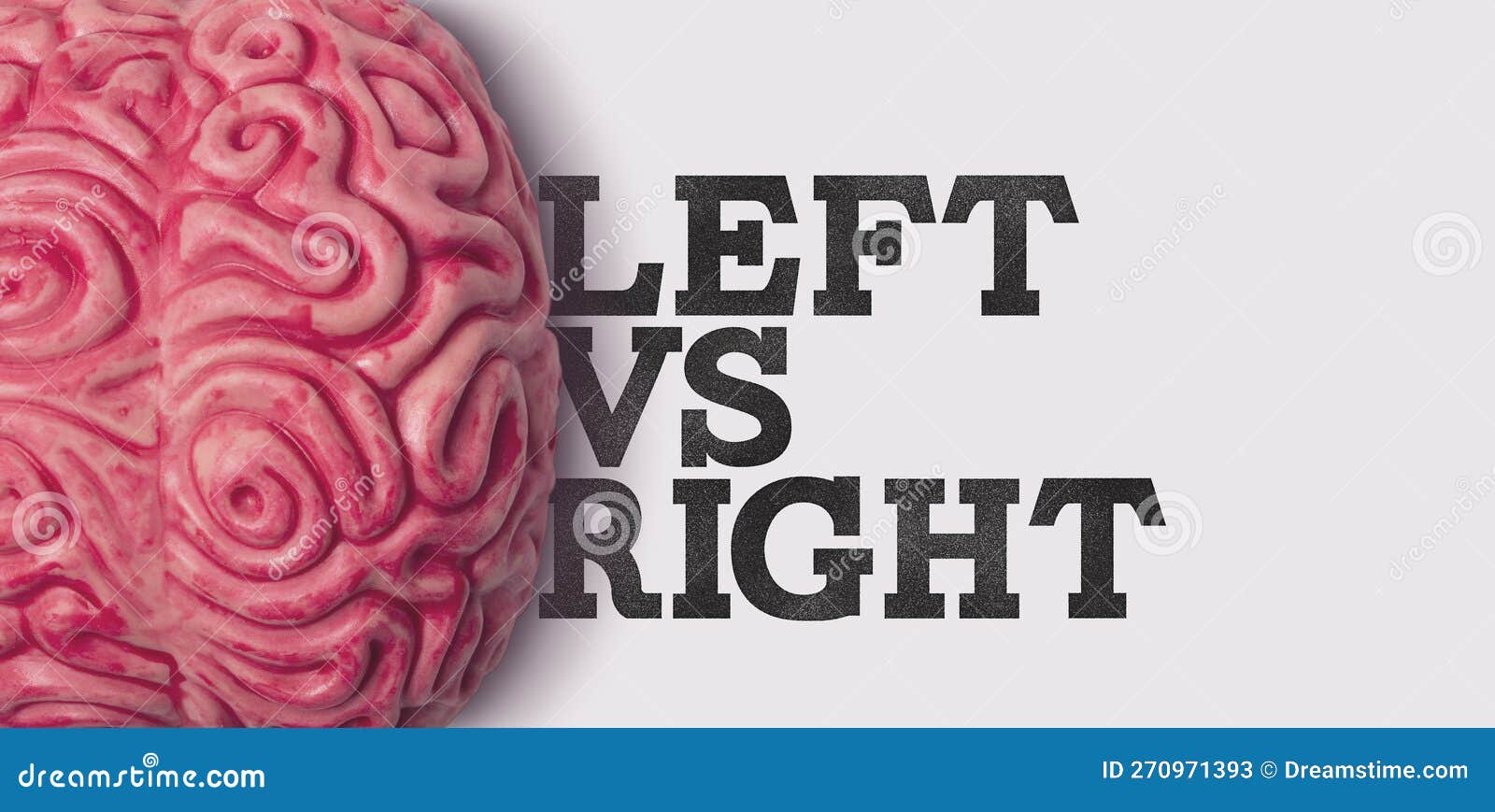 Left Vs Right Word Next To a Human Brain Model Stock Image - Image of ...