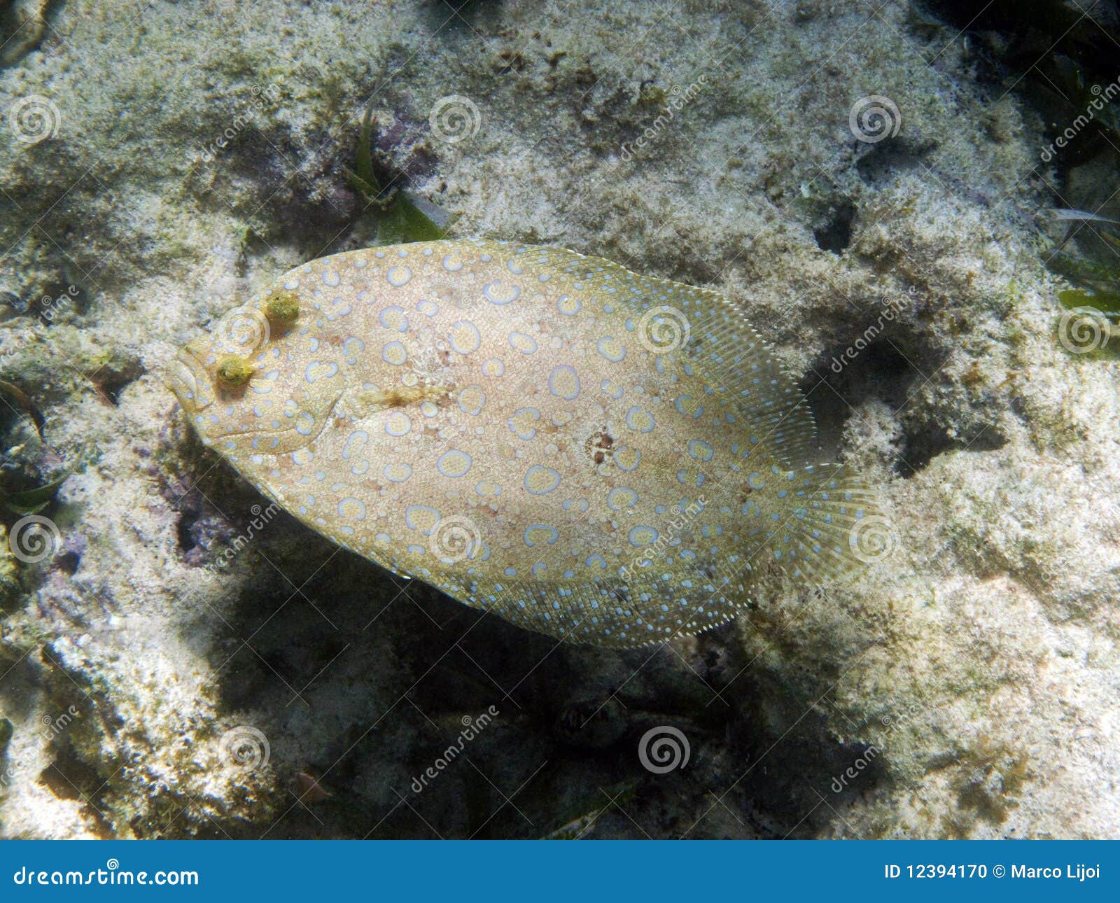 Flatfish Species