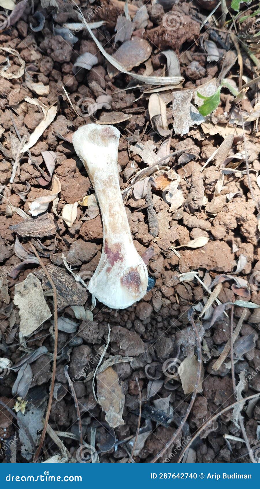 Leftover Chicken Bones from Wasted Food from Many Enthusiasts? Stock ...