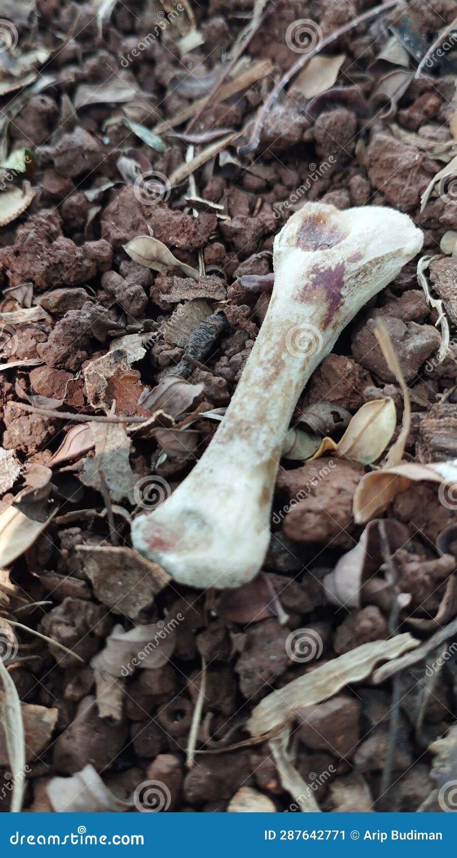 Leftover Chicken Bones from Wasted Food from Many Enthusiasts? Stock ...