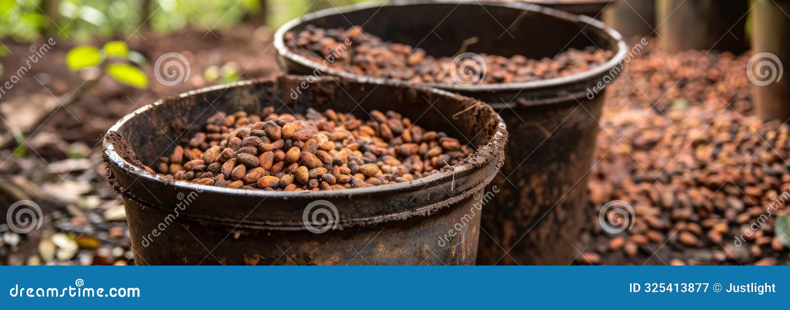 Leftover Cocoa Shells and Husks are Used As Compost or Animal Feed ...