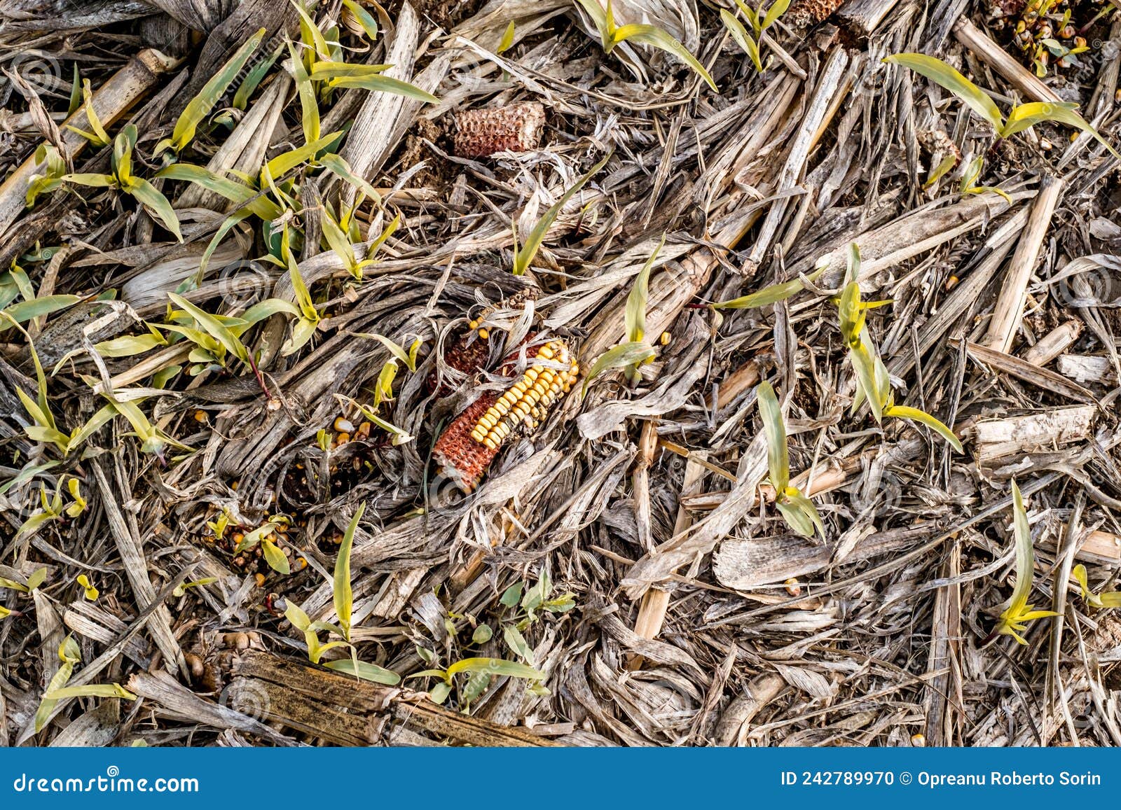 Leftover Corn Cob after Threshing Stock Photo - Image of decay, field ...