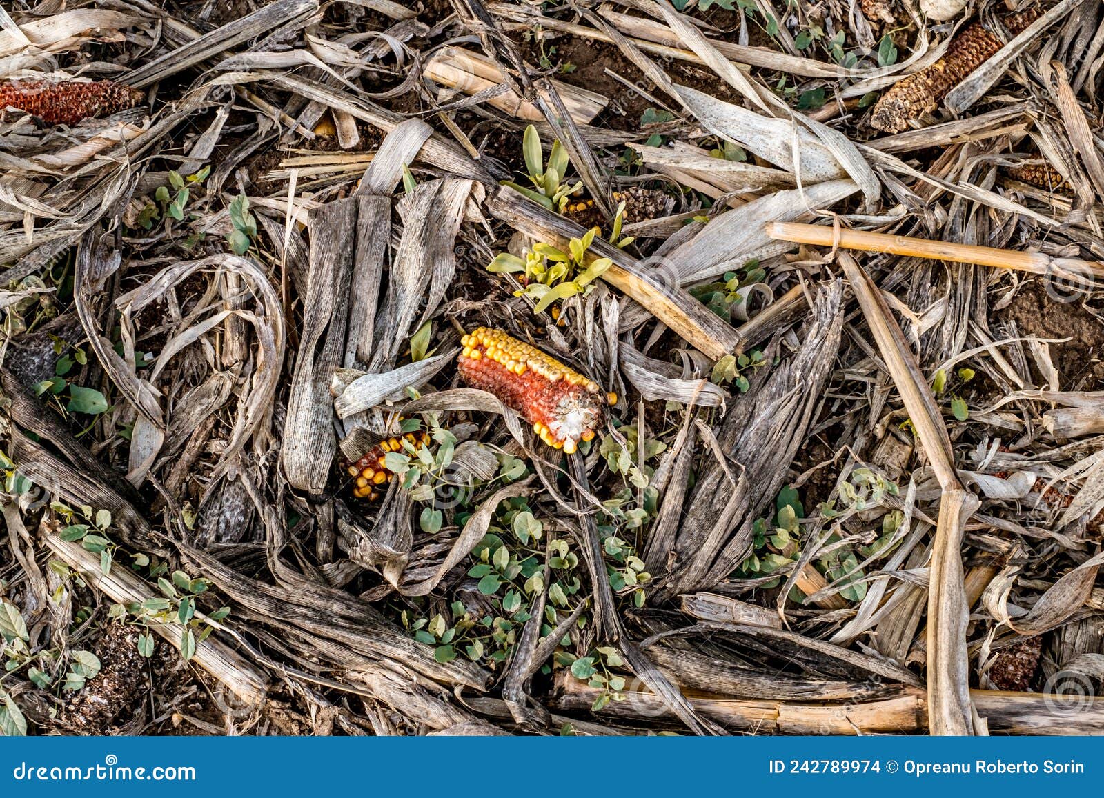 Leftover Corn Cob after Threshing. Stock Photo - Image of corncob ...