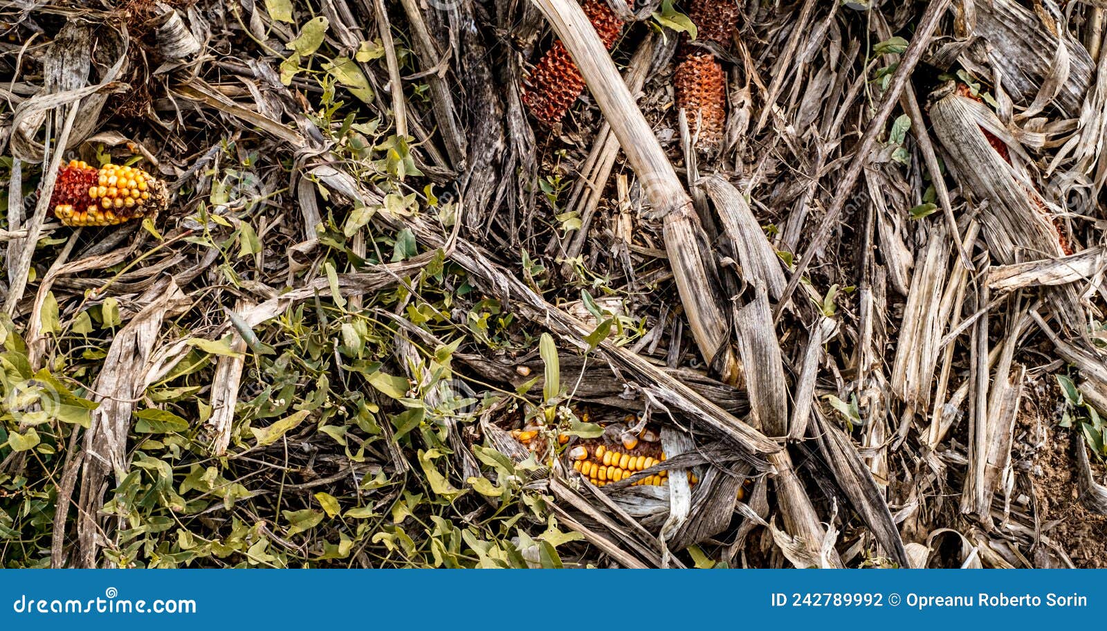 Leftover Corn Cob after Threshing Stock Photo - Image of country ...