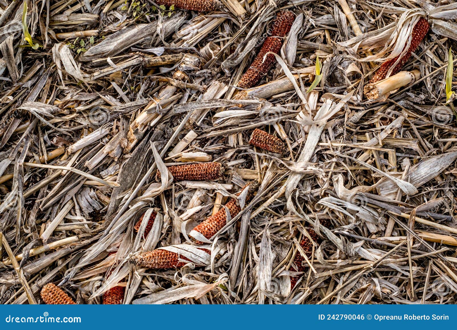 Leftover Corn Cob after Threshing. Stock Photo - Image of farm, autumn ...