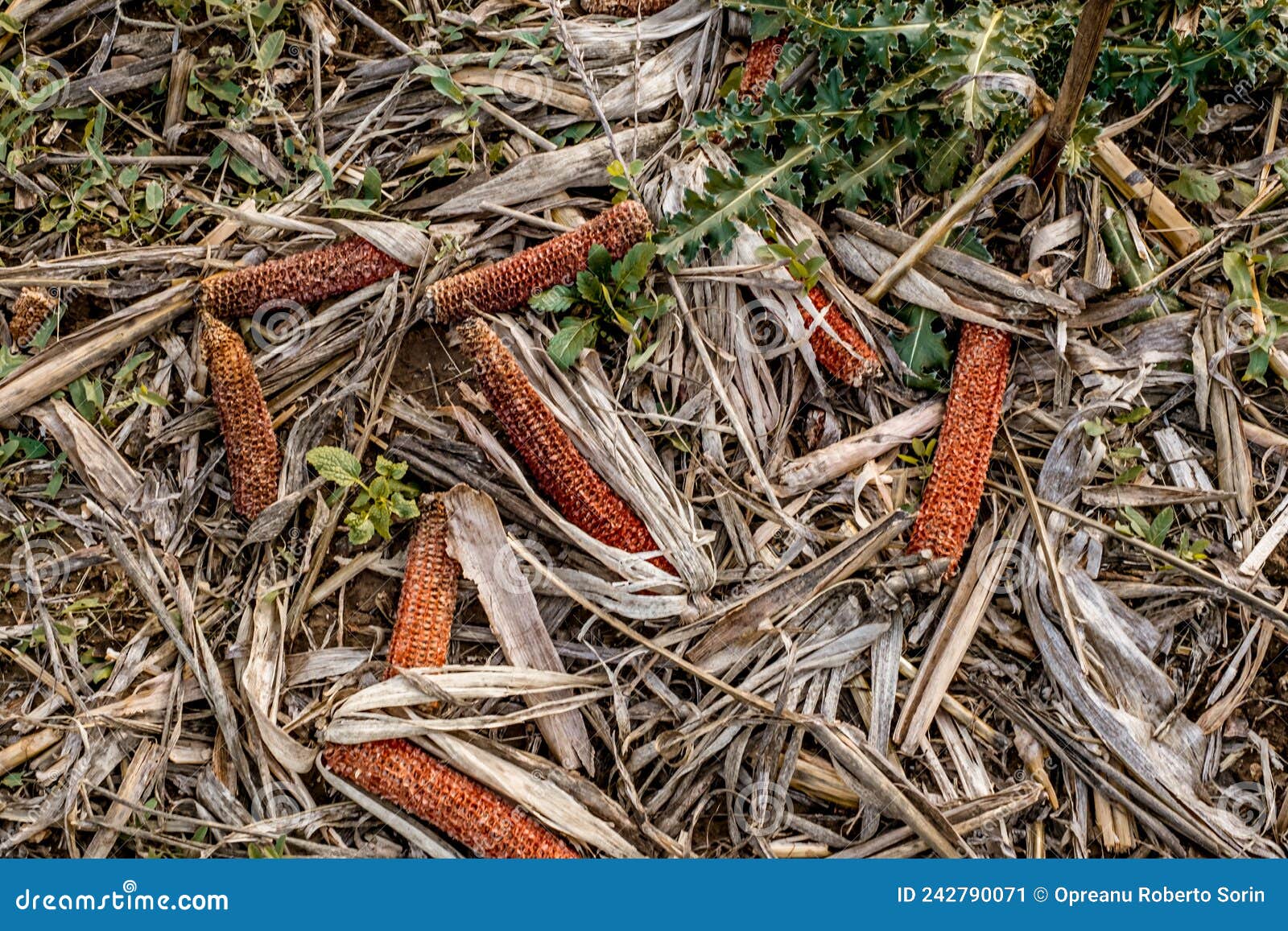 Leftover Corn Cob after Threshing Stock Image - Image of fall, decay ...