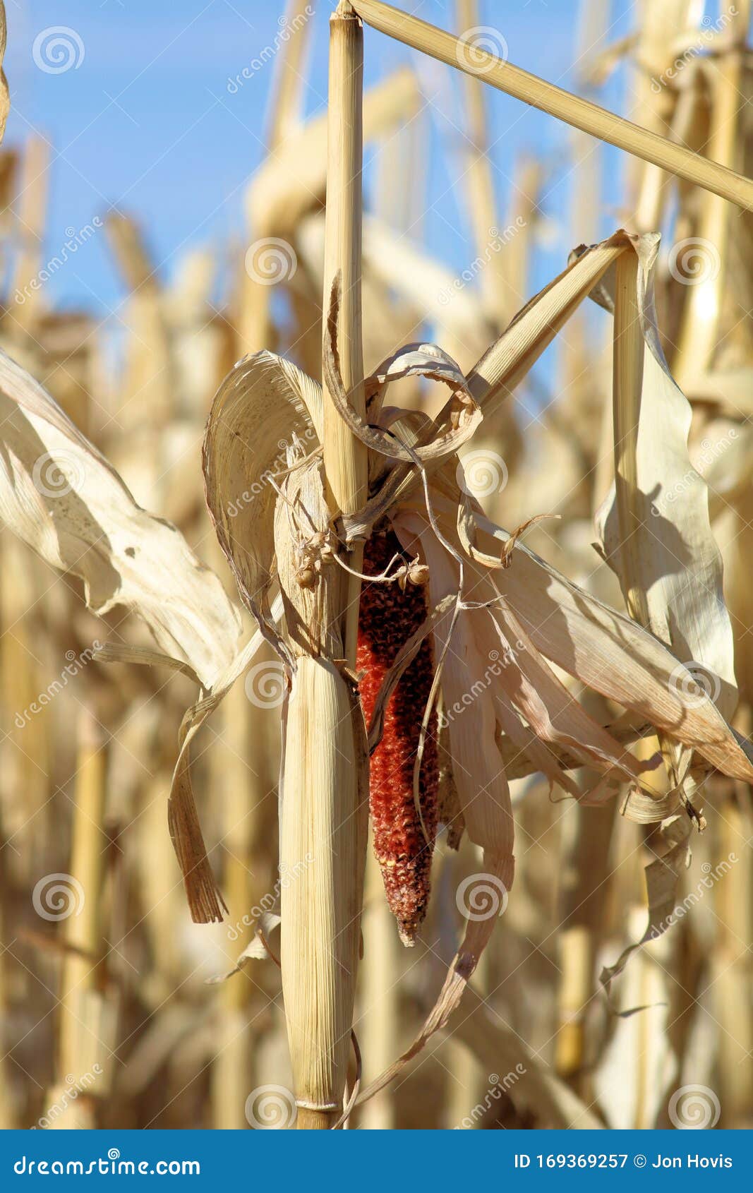Corn On Cornstalk Stock Image | CartoonDealer.com #78588745