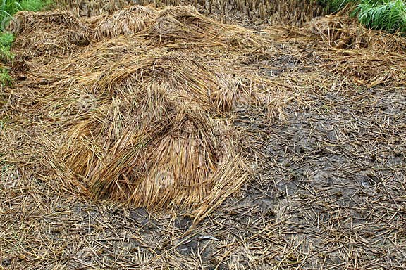 The Leftover of Rice Paddy, Using for Compost Stock Photo - Image of ...
