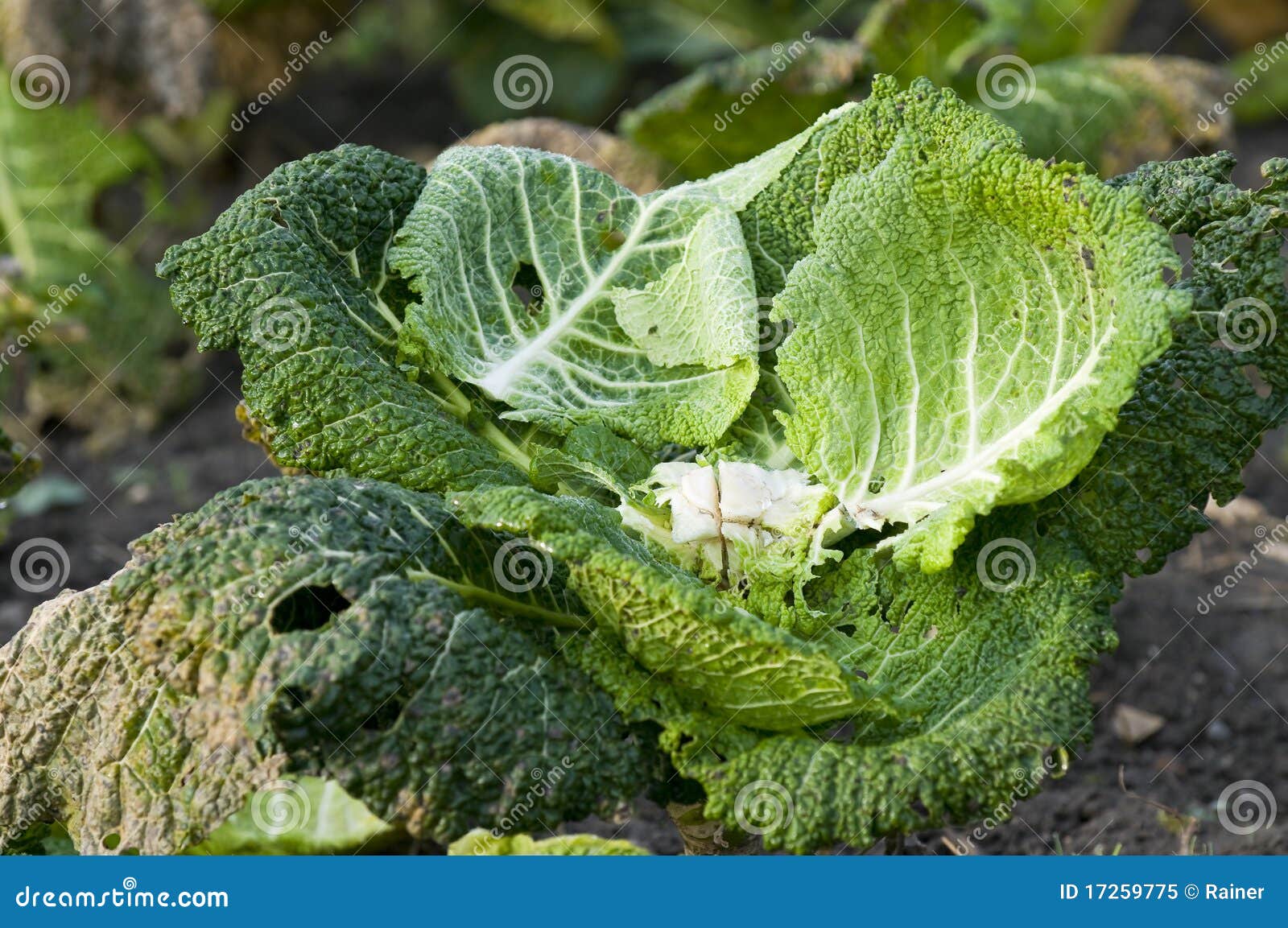 Leftover of Savoy in a Vegetable Garden Stock Image - Image of ...
