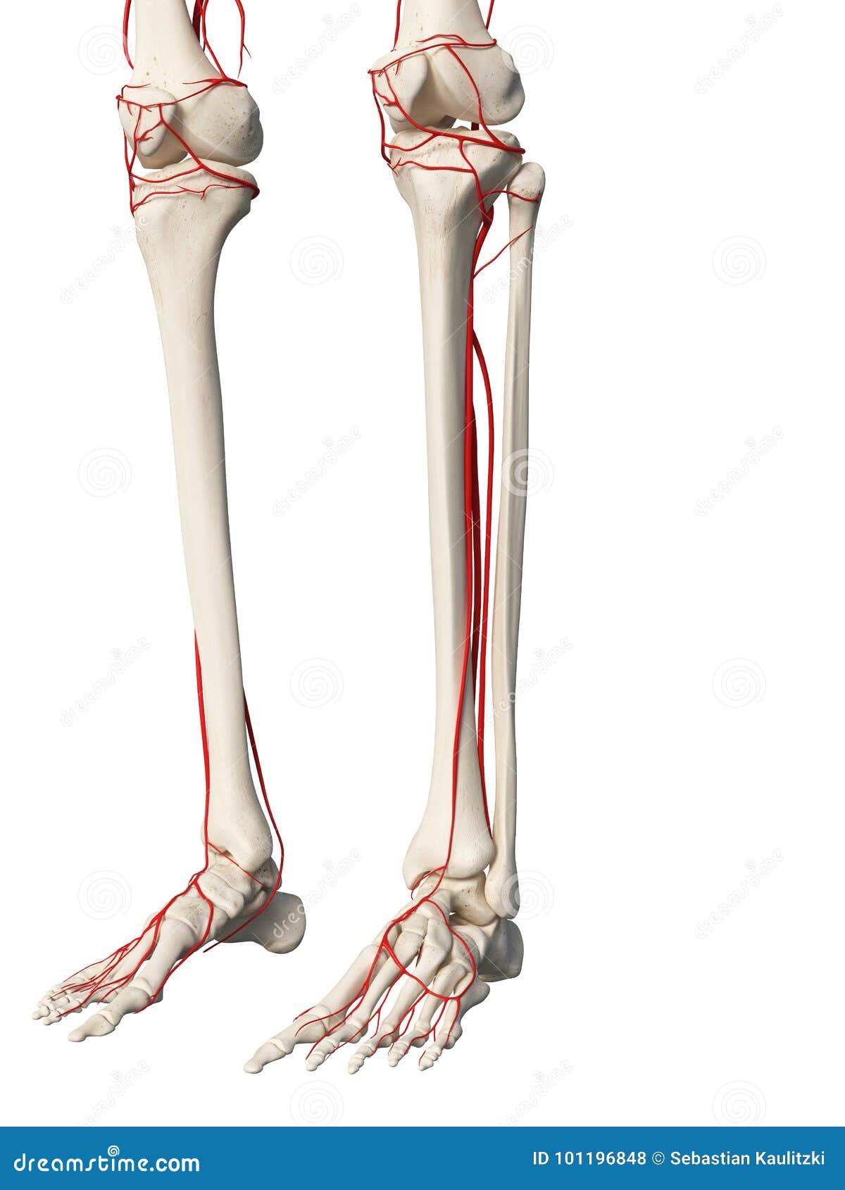 The leg arteries stock illustration. Illustration of human - 101196848