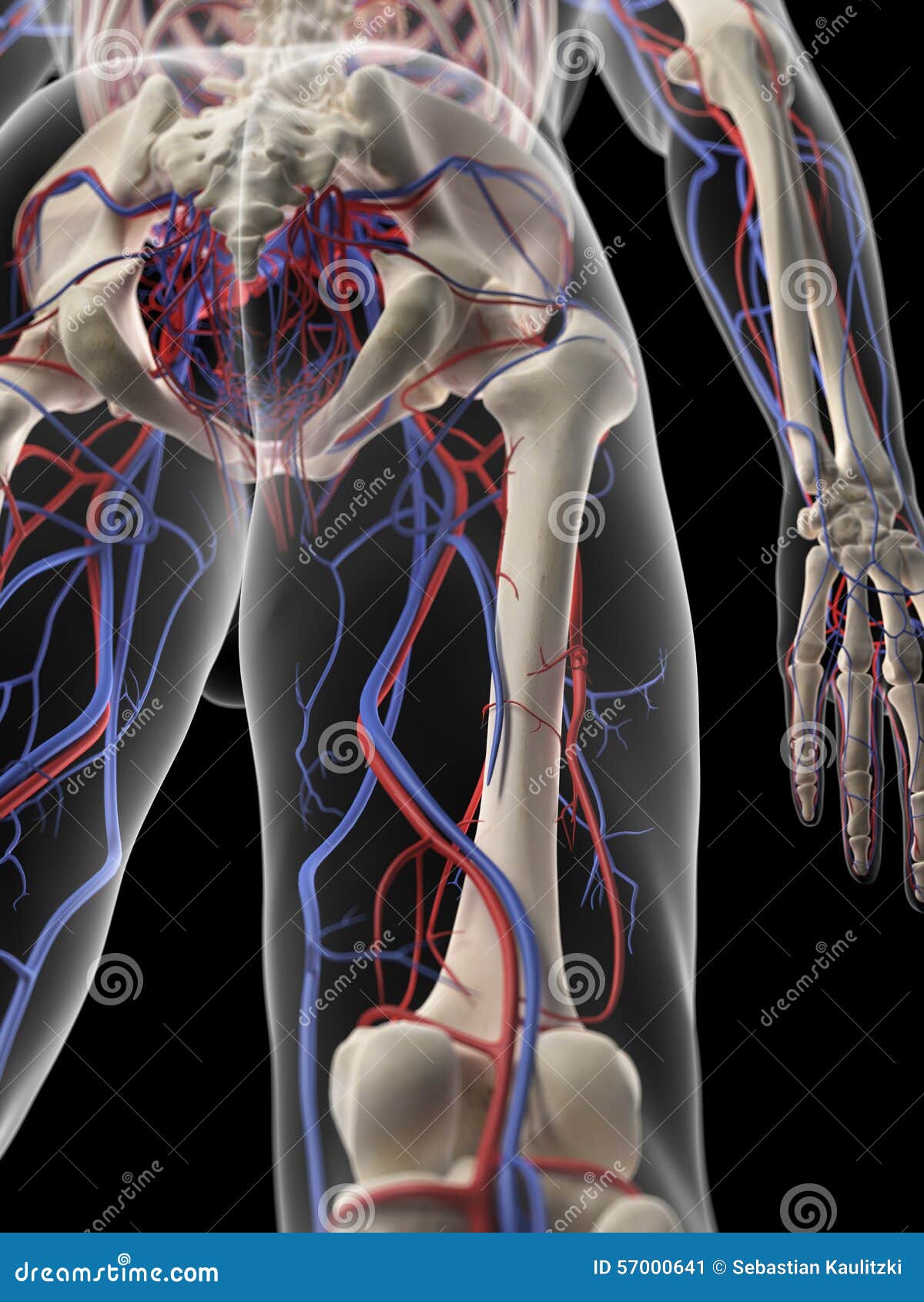 The leg blood supply stock illustration. Illustration of biomedical ...