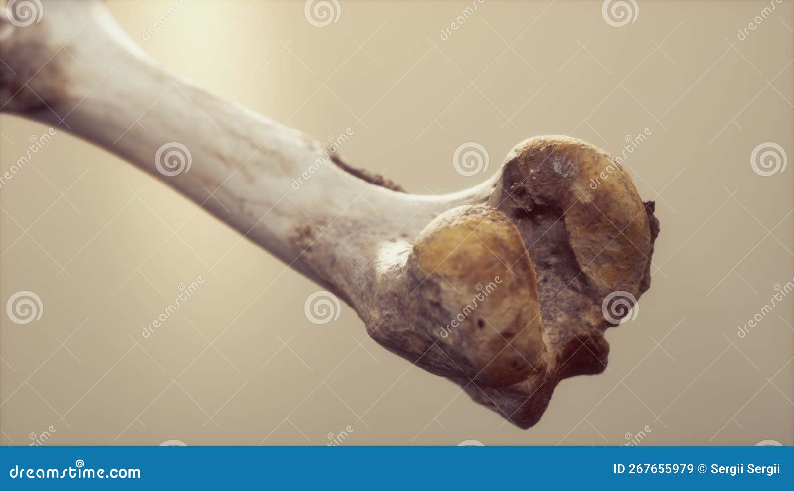 Anatomy Joint Chewing Stock Photos - Free & Royalty-Free Stock Photos ...