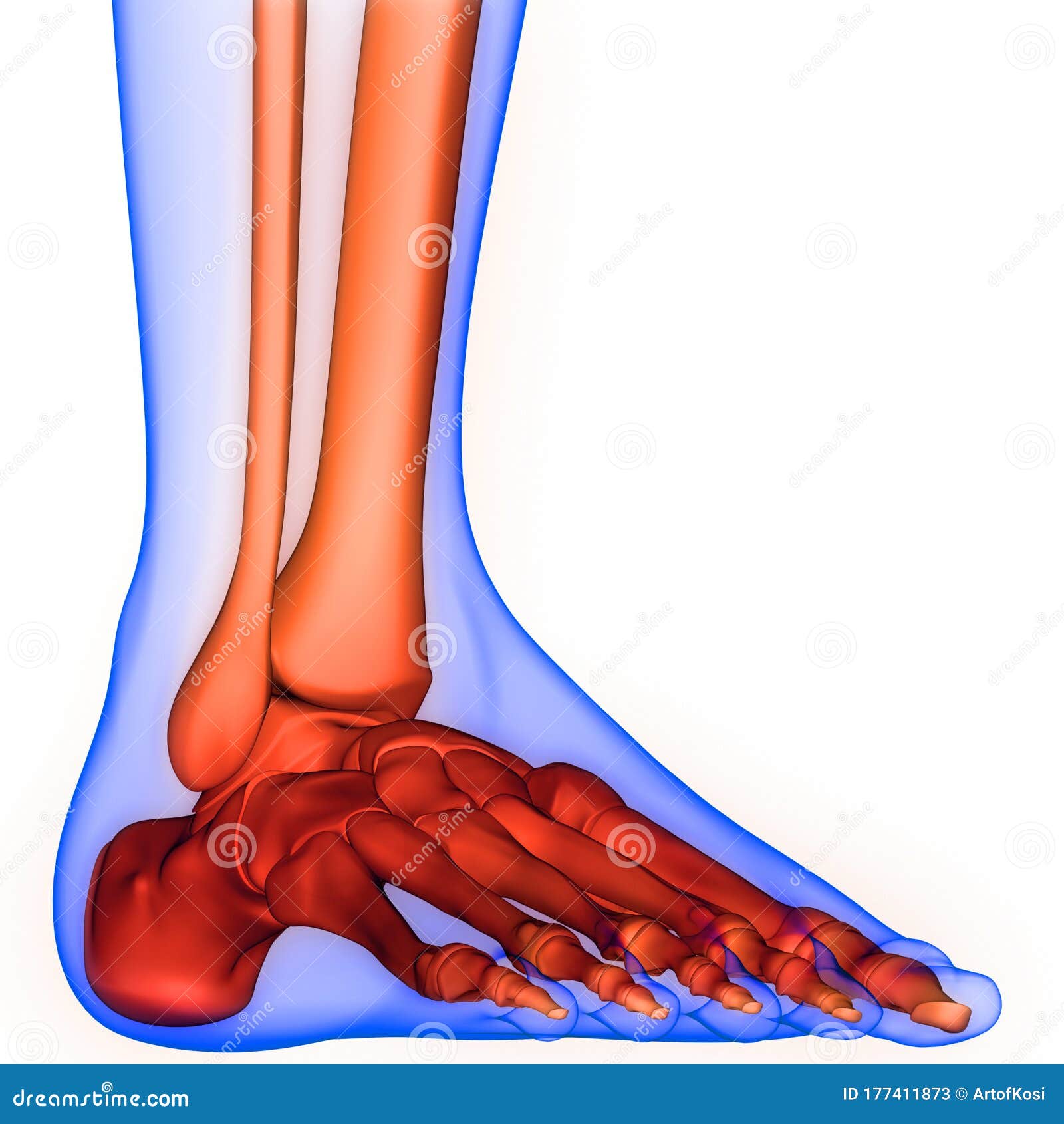 Leg Bone Joints of Human Skeleton System Anatomy 3d Rendering Stock ...