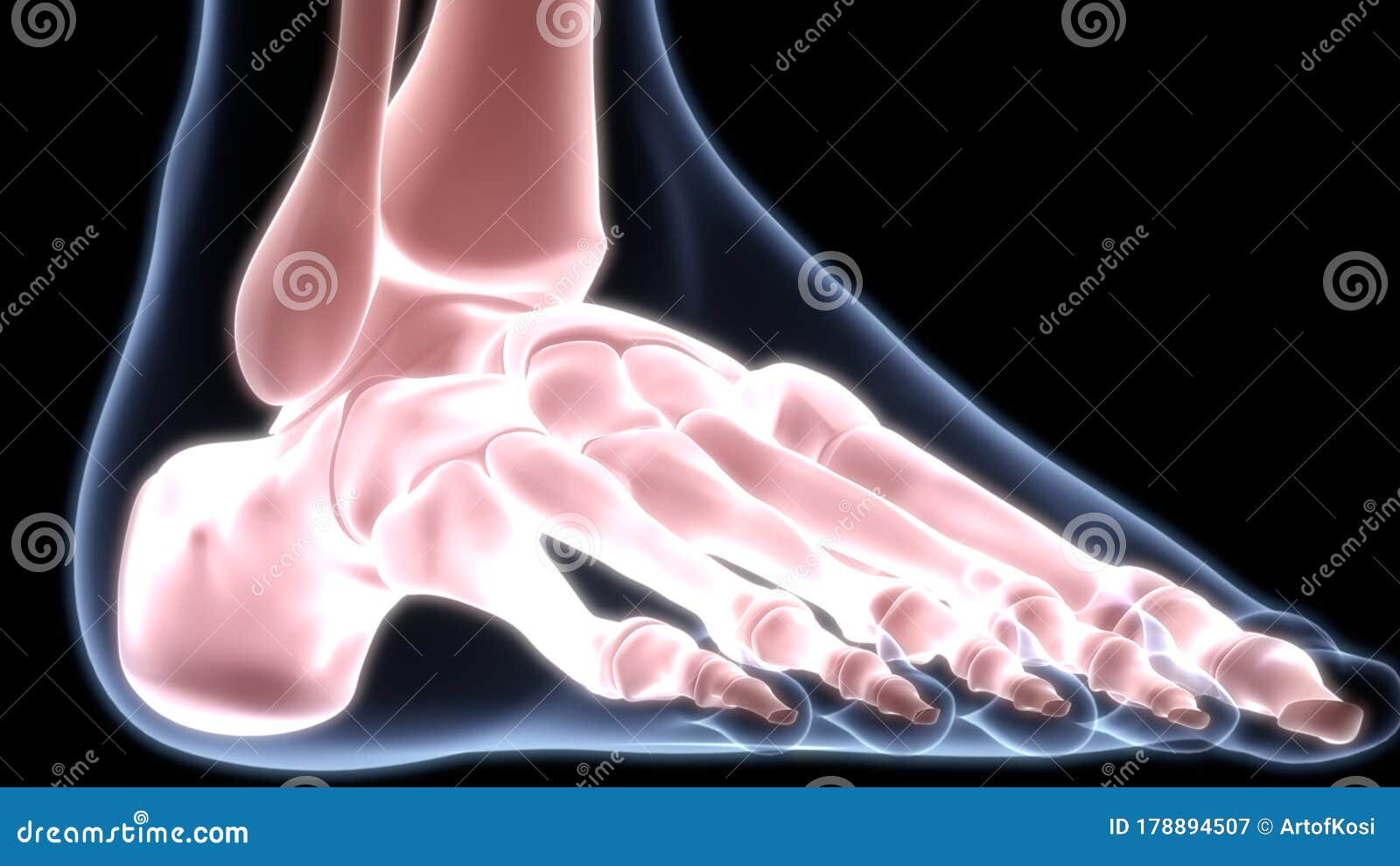 Leg Bone Joints of Human Skeleton System Anatomy X-ray 3D Rendering ...