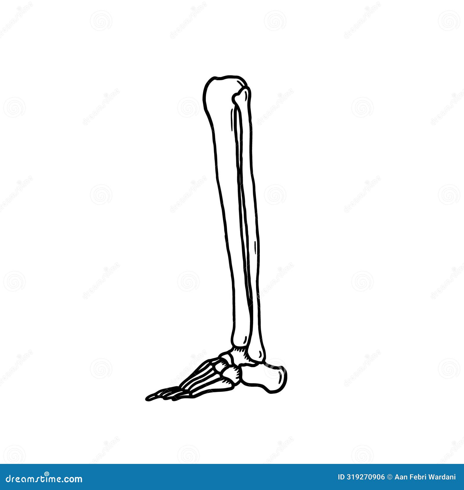 Leg Bone Skeleton Vector Illustration Stock Vector - Illustration of ...