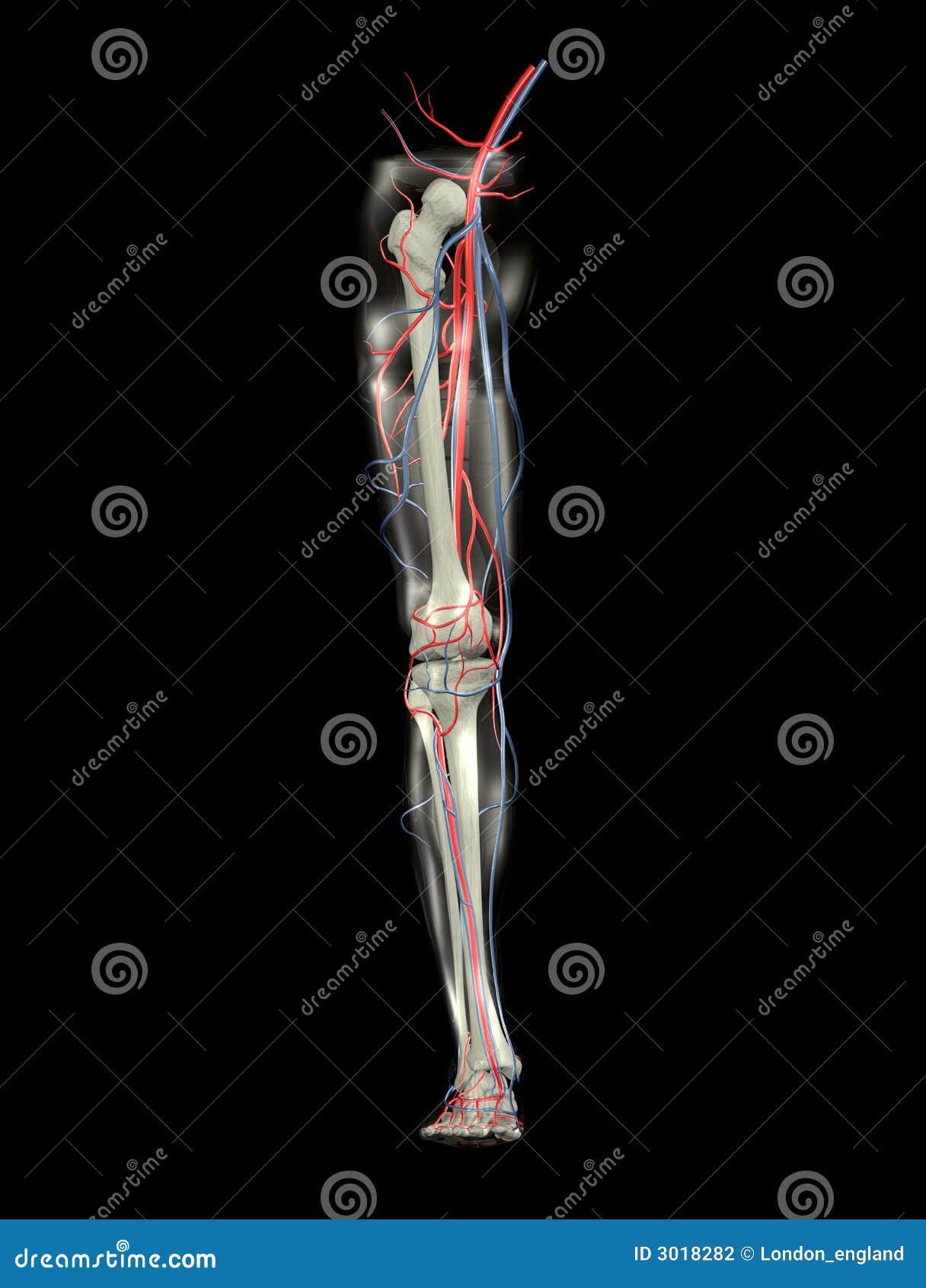 Leg Bones, Arteries, Veins stock illustration. Illustration of veins ...