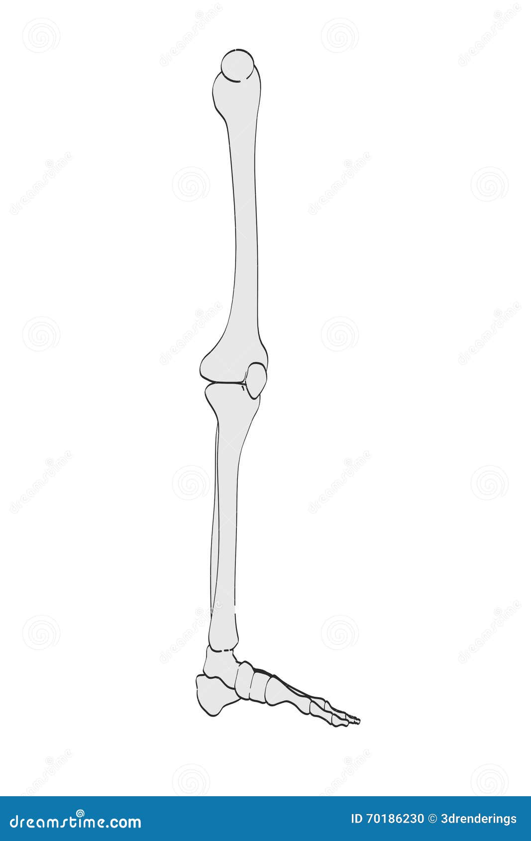Cartoon Skeleton Foot