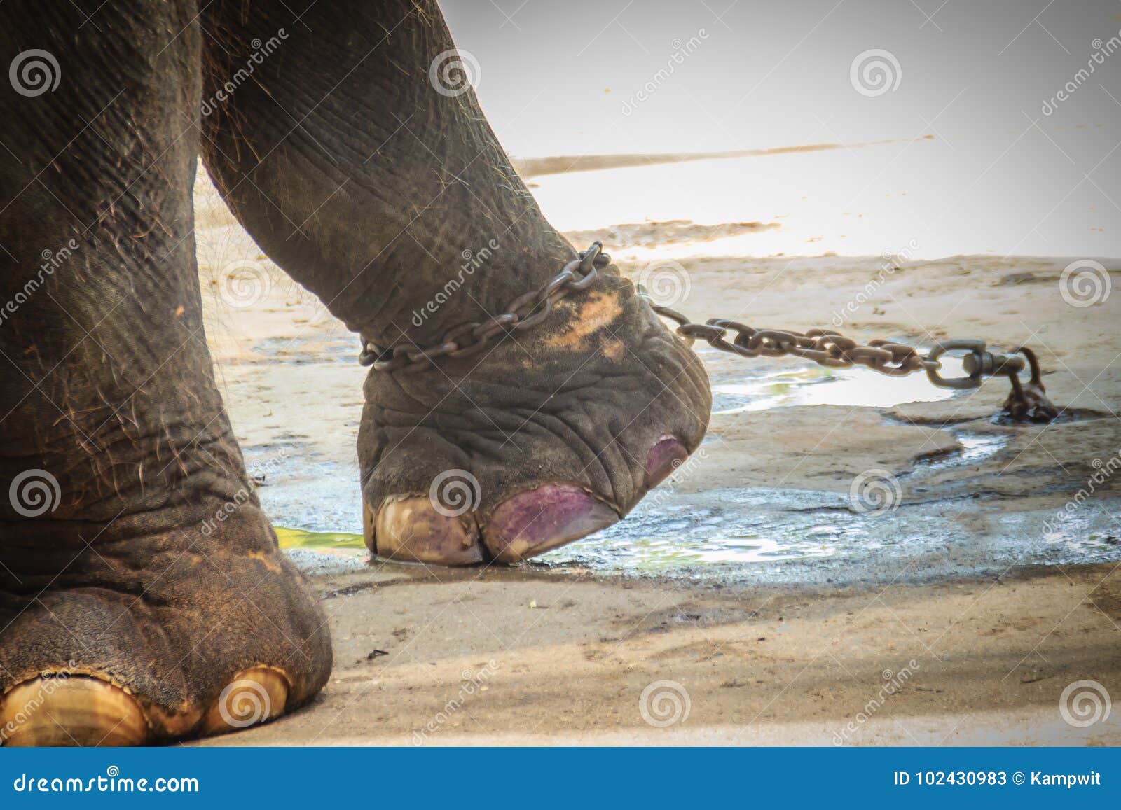 Leg Chained Elephant and Look Very Pitiful. Stock Image - Image of ...