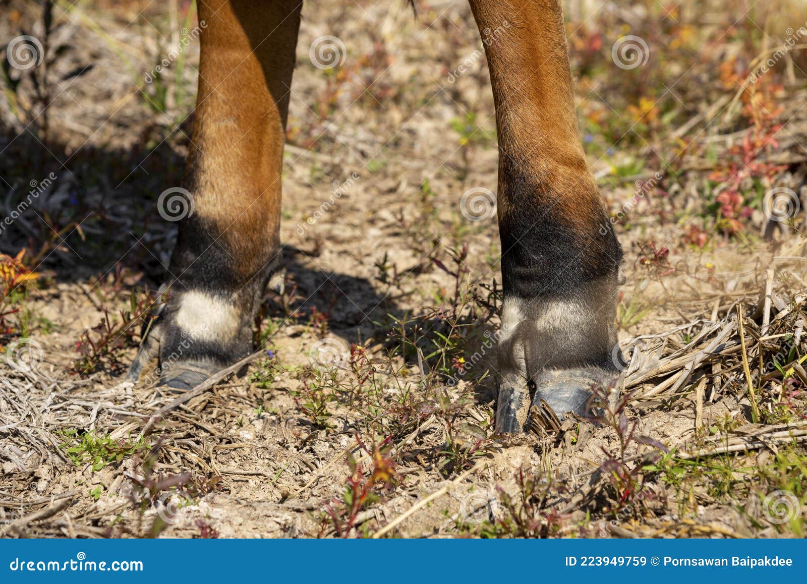 The leg of a cow standing stock image. Image of domestic - 223949759
