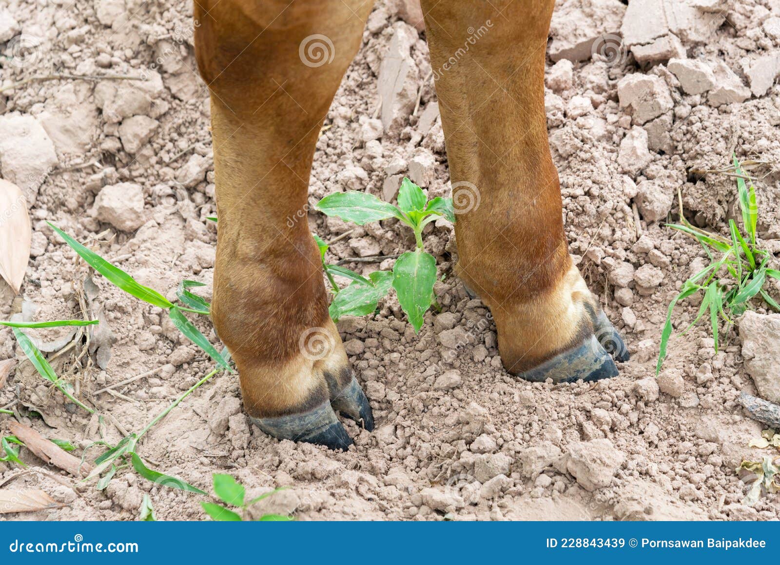 The leg of a cows standing stock image. Image of domestic - 228843439