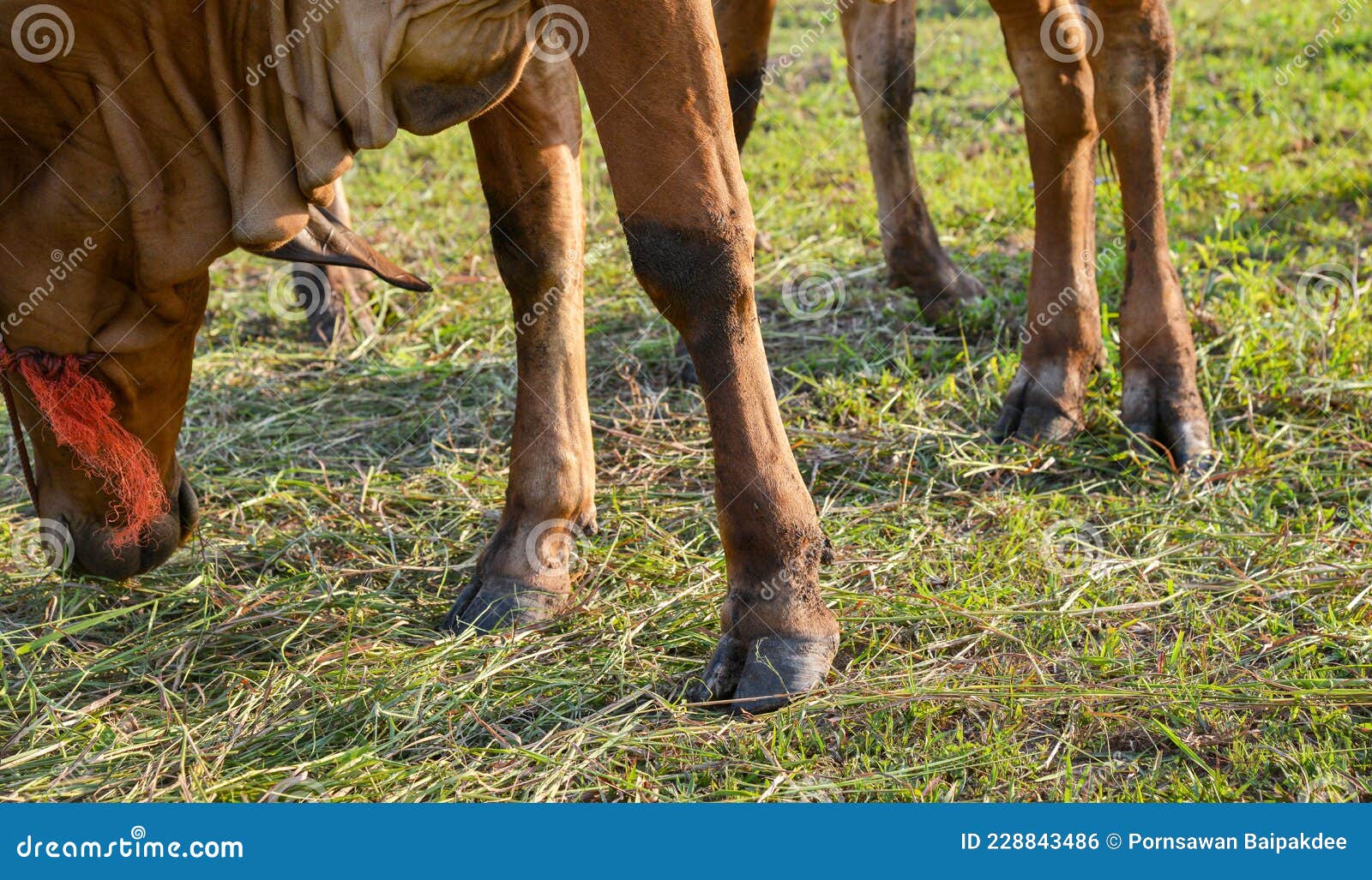 The leg of a cows stock photo. Image of background, dirt - 228843486