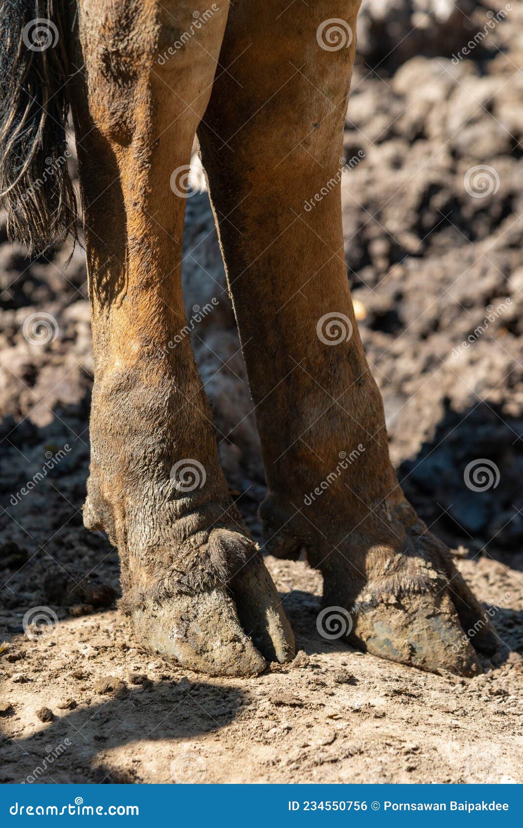 The Leg of a Cows Standing on the Ground Stock Photo - Image of ...