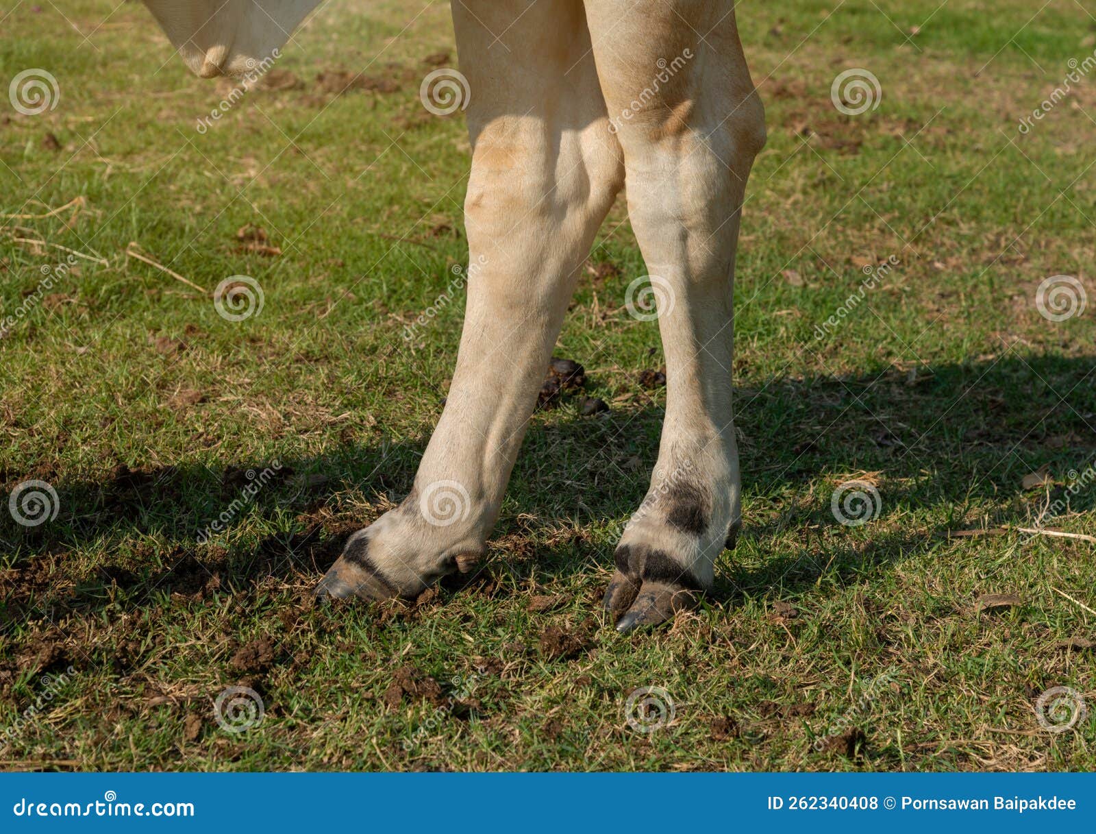 The Leg of a Cows Standing on the Ground, Stock Photo - Image of close ...