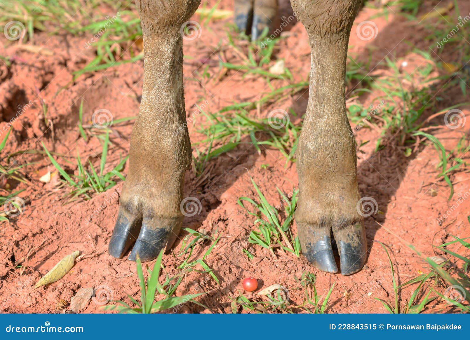 The leg of a cows standing stock image. Image of multiple - 228843515
