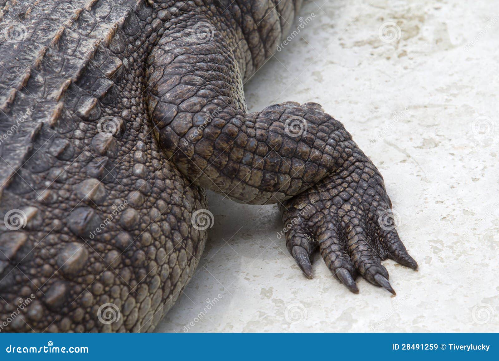 Leg of the crocodile stock image. Image of jaws, aquatic - 28491259
