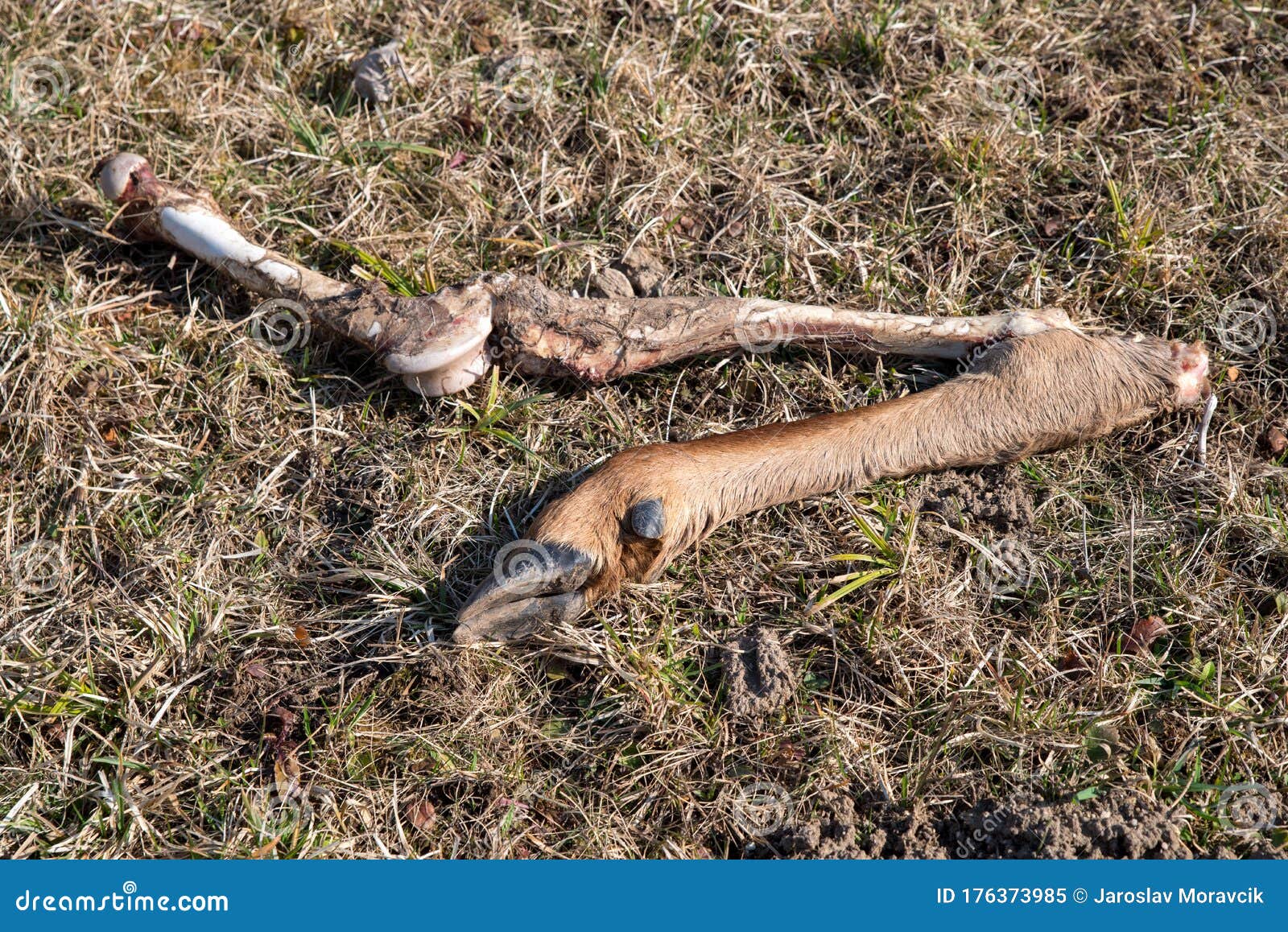 Leg of dead doe stock image. Image of victim, predator - 176373985