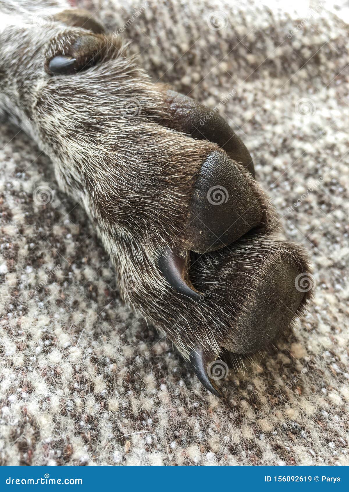 Leg Detail of Dog Breed German Shorthaired Pointer Stock Image - Image ...