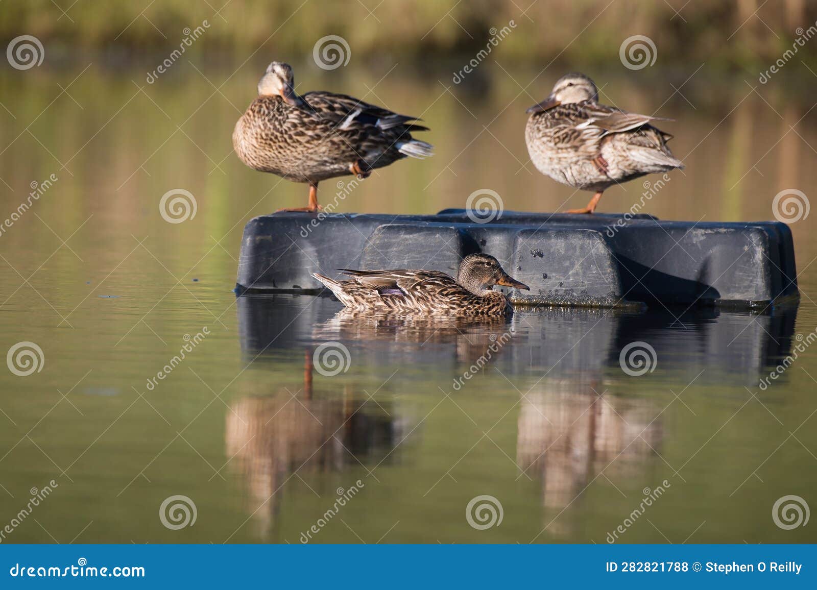 A Leg and a Duck Three Ducks Enjoying the Morning Sun Stock Photo ...