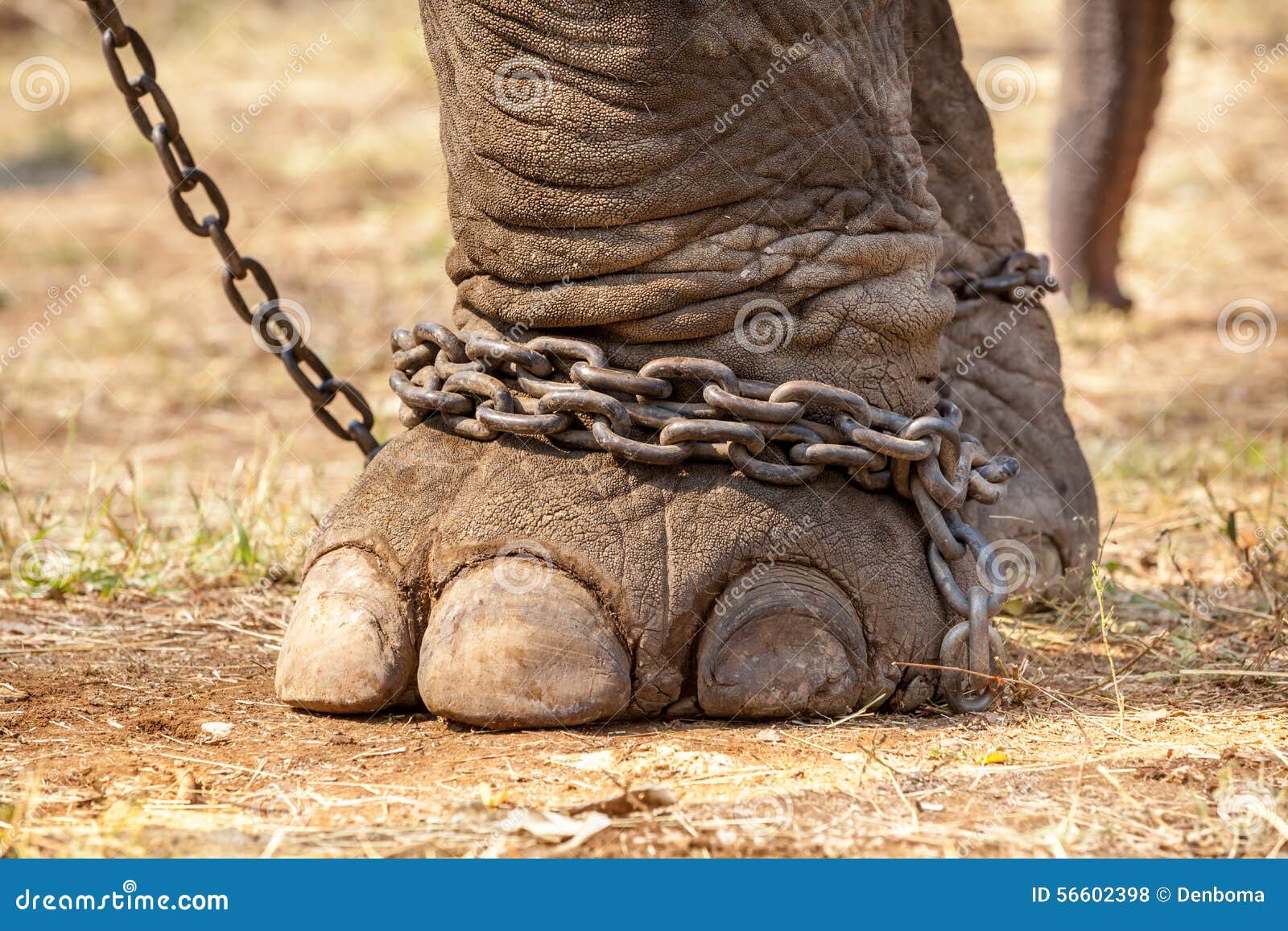 Leg of an elephant stock photo. Image of wilderness, water - 56602398