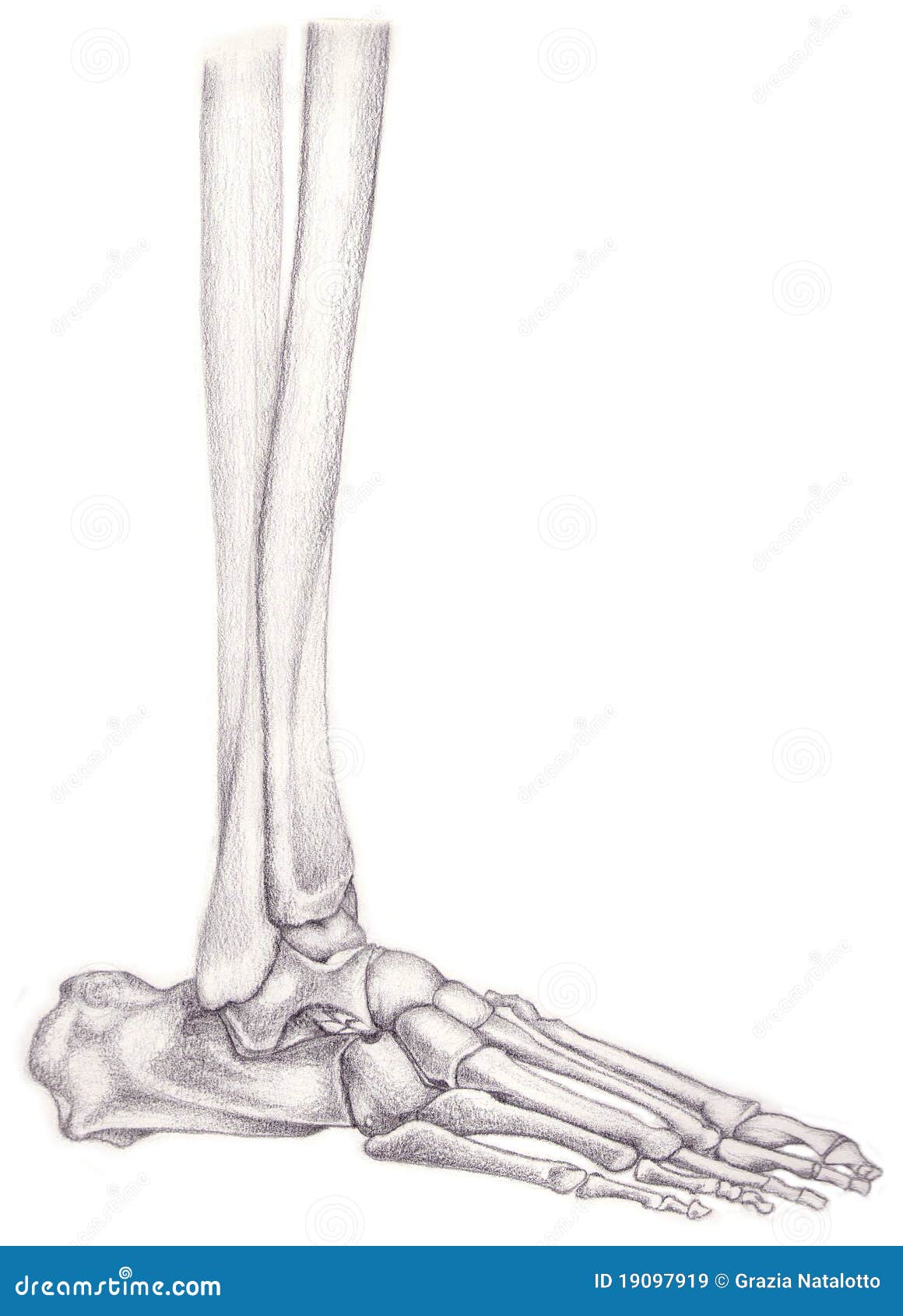 Leg and foot bones stock illustration. Illustration of surface - 19097919