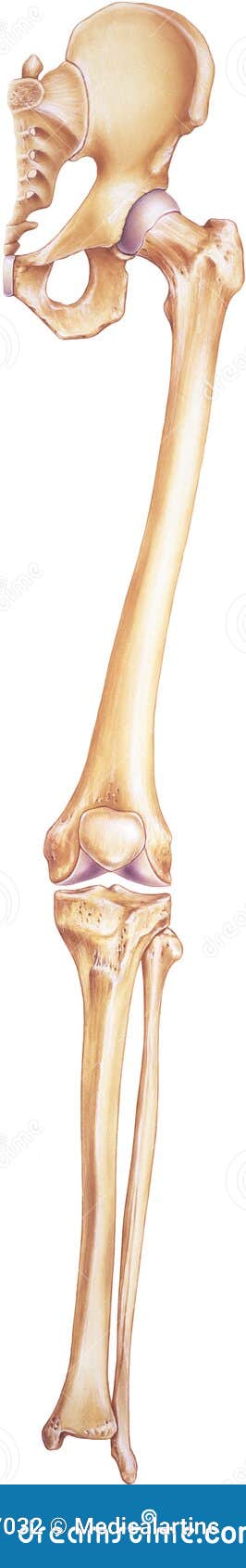 Leg and Hip - Bones and Joints Stock Illustration - Illustration of ...