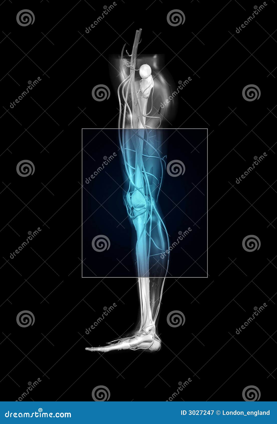 Leg MRI stock illustration. Illustration of blue, science - 3027247