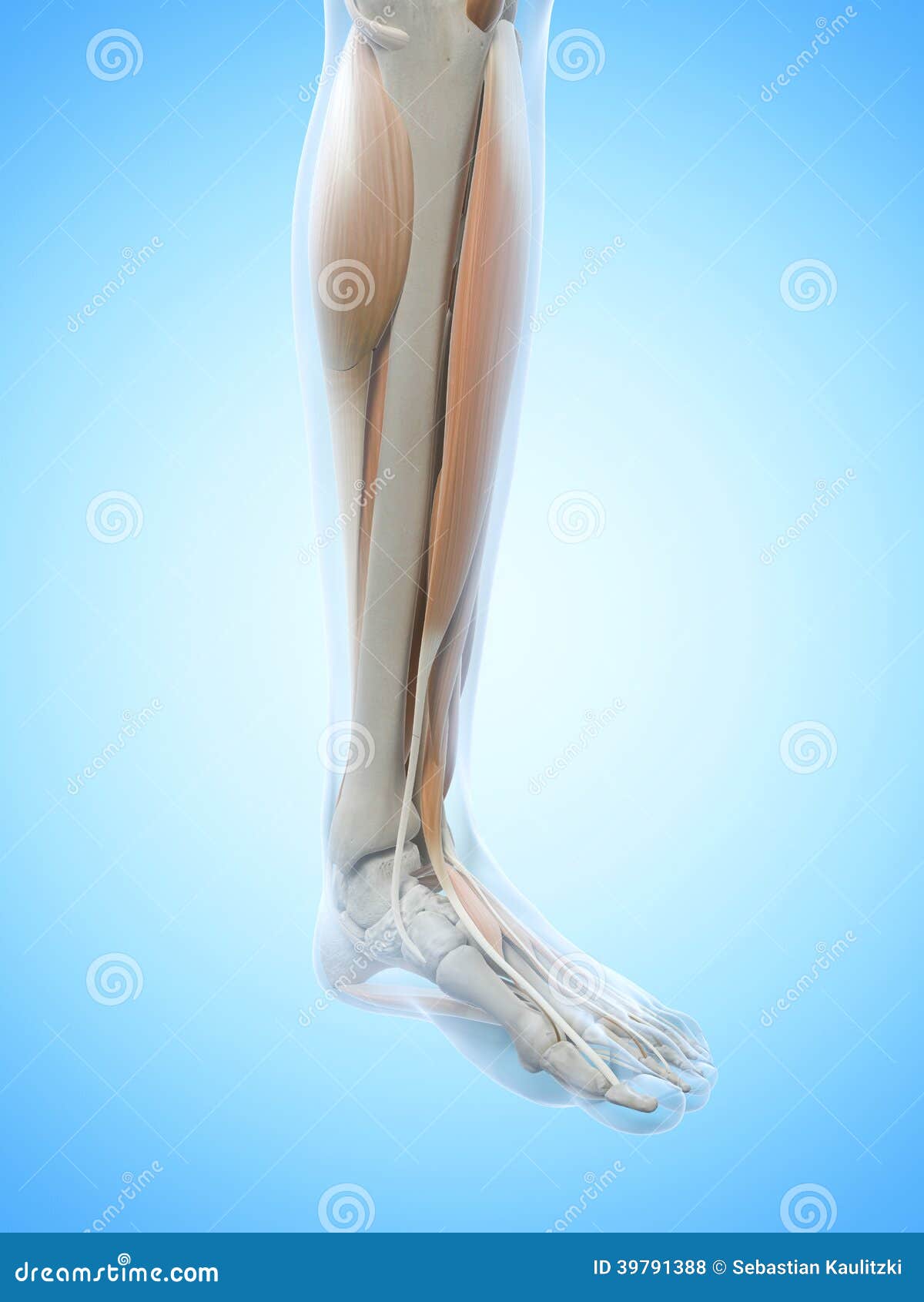 The leg muscles stock illustration. Illustration of showing - 39791388