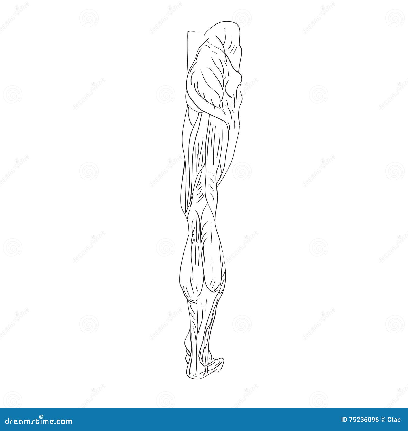 Leg muscles back stock vector. Illustration of musculature - 75236096