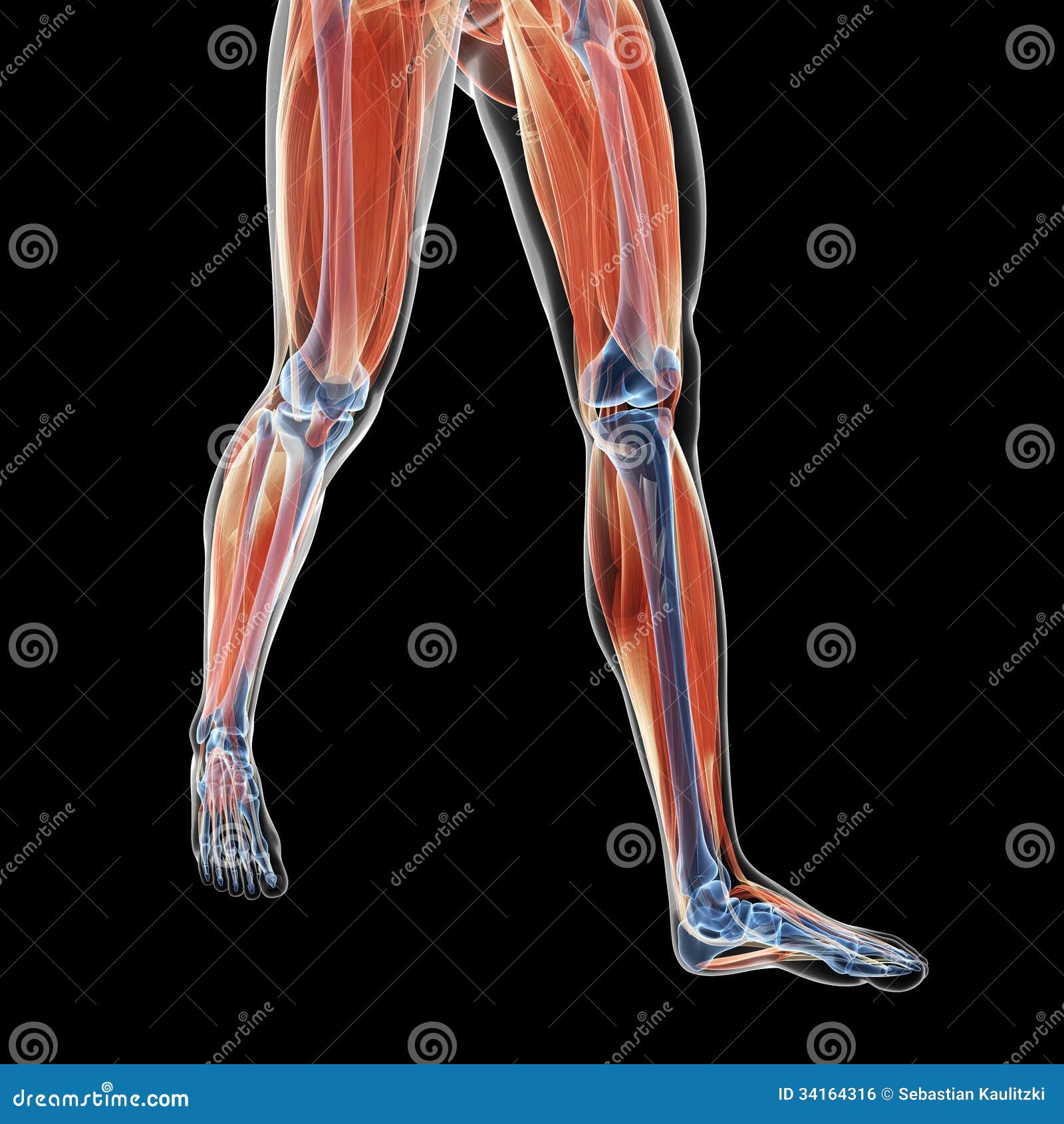 Leg muscles stock illustration. Illustration of musculature - 34164316