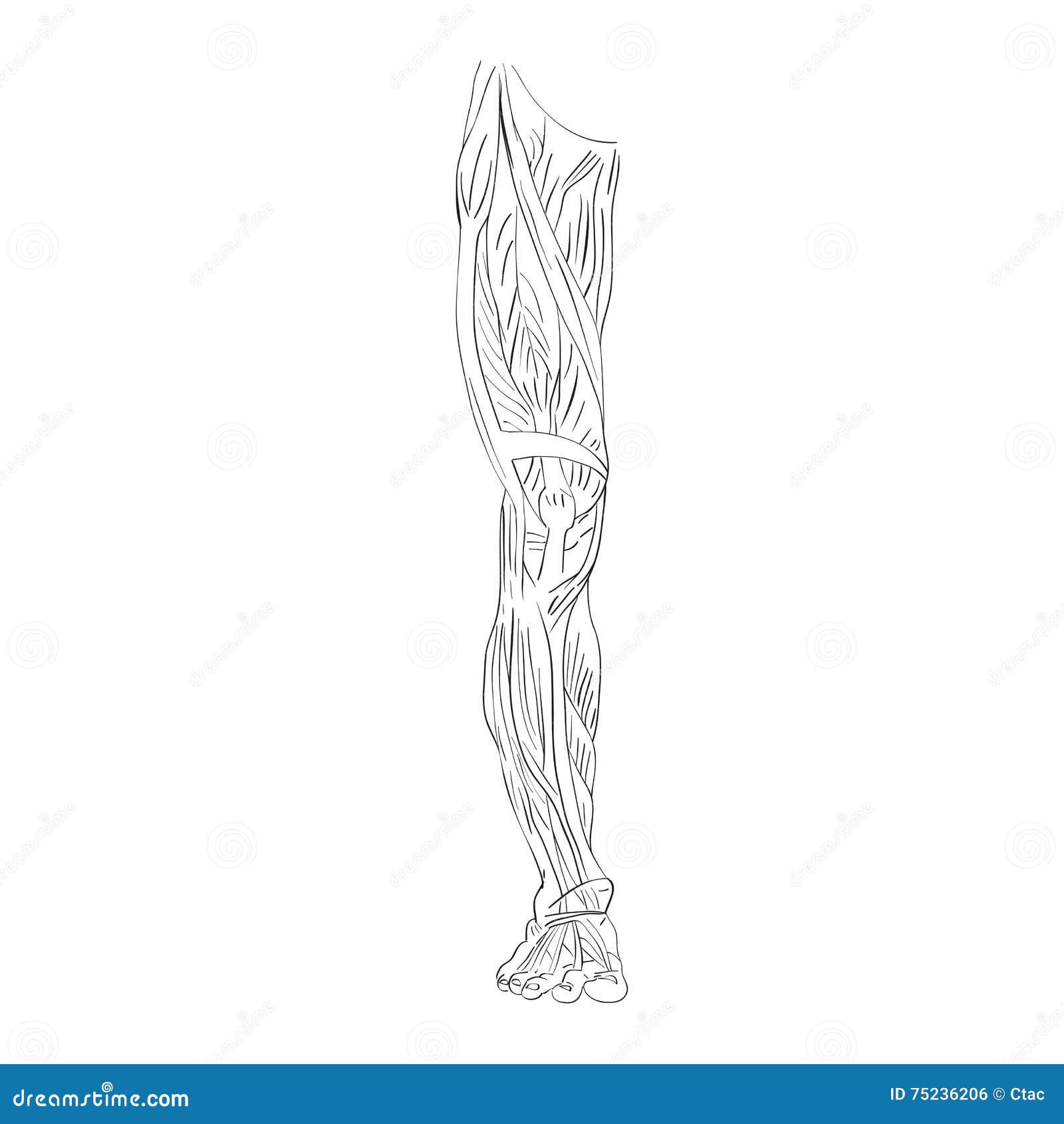Leg muscles front stock vector. Illustration of graphic - 75236206