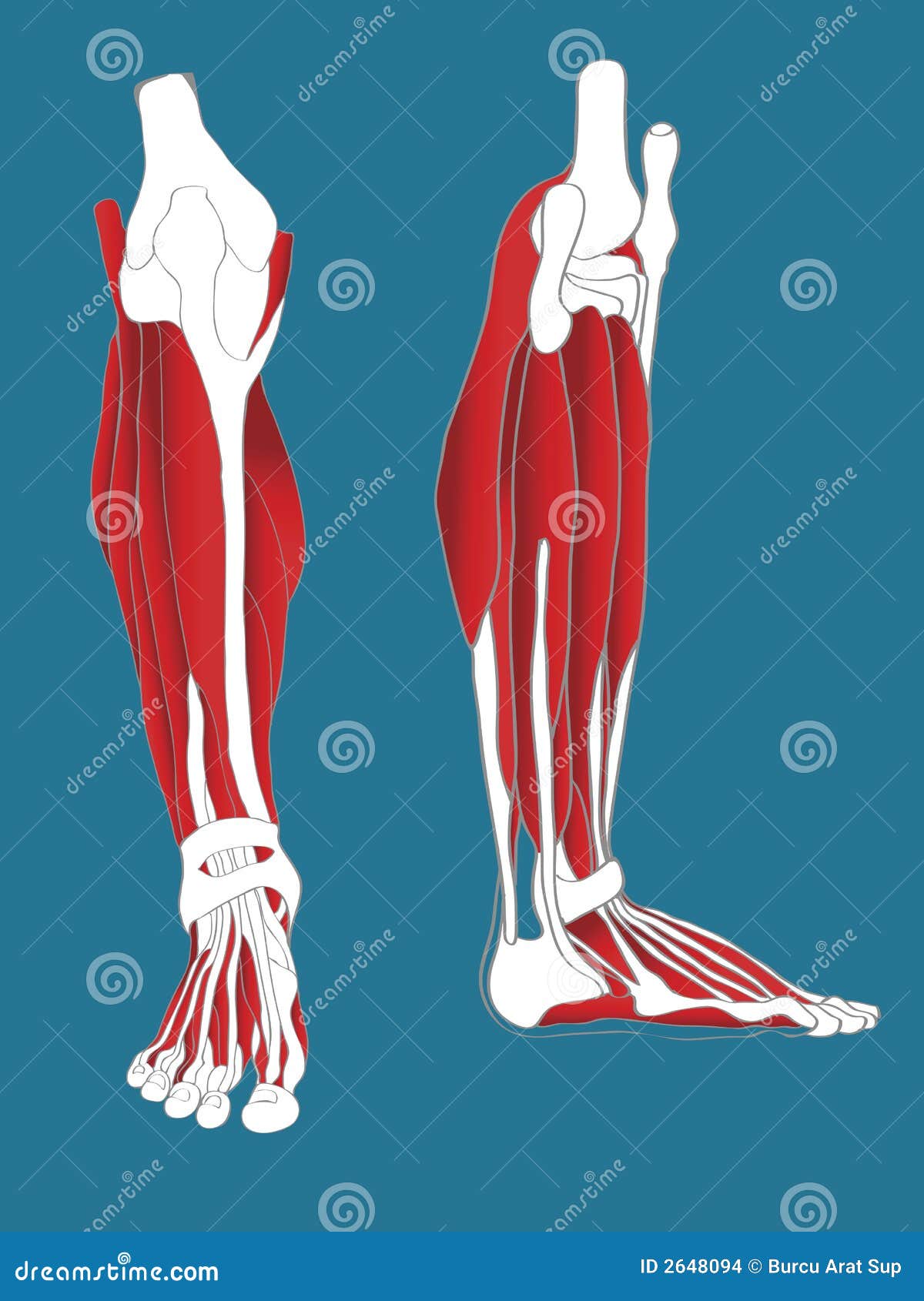 Leg Muscular System stock vector. Illustration of muscular - 2648094
