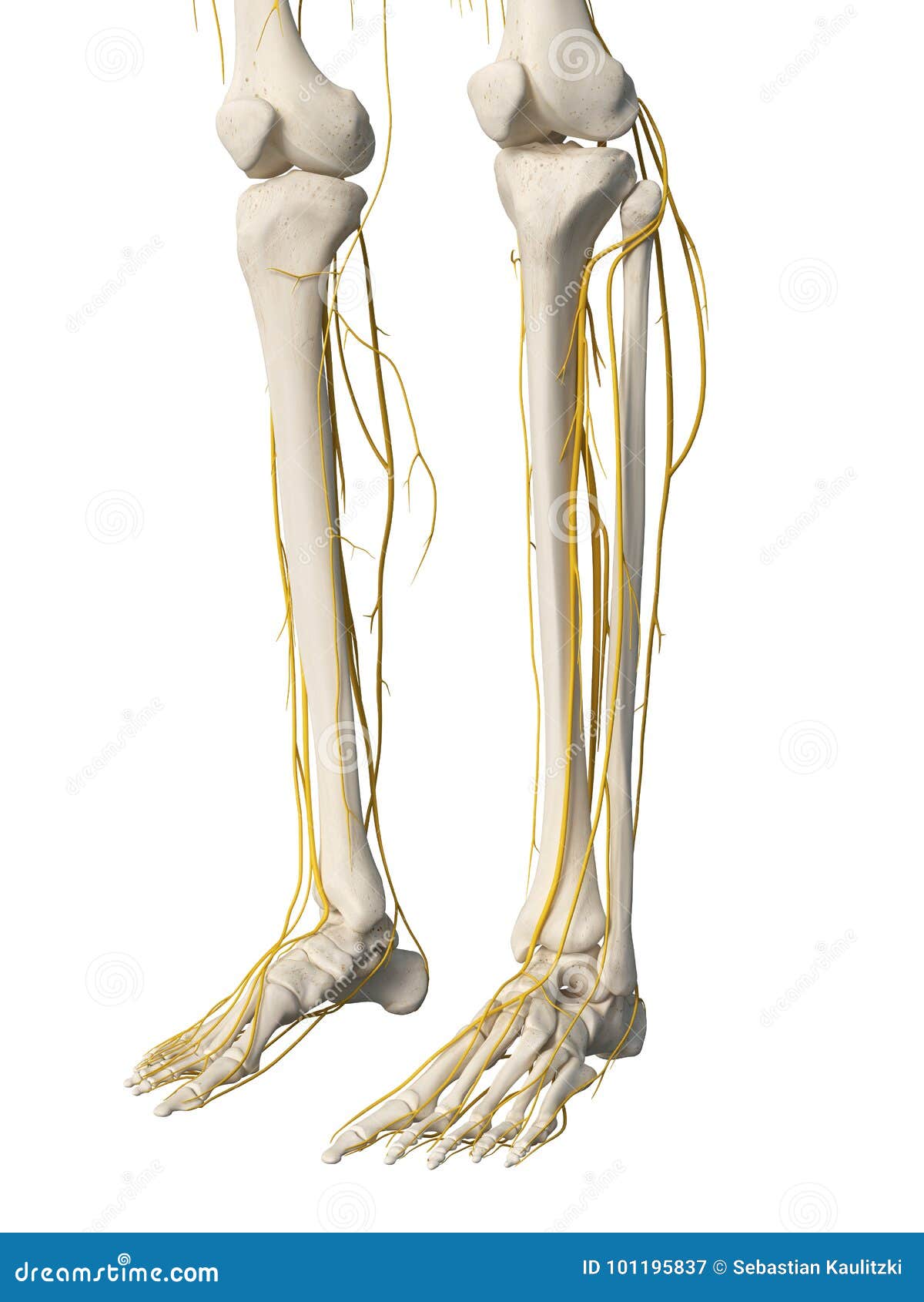 The leg nerves stock illustration. Illustration of nerves - 101195837