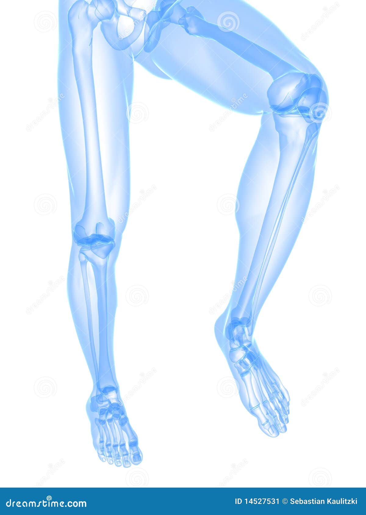 Leg x-ray illustration stock illustration. Illustration of chondral ...