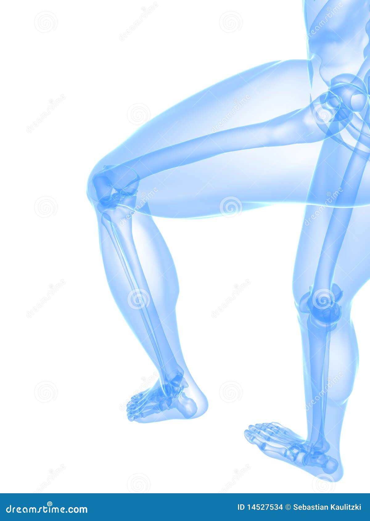 Leg x-ray illustration stock illustration. Illustration of biology ...