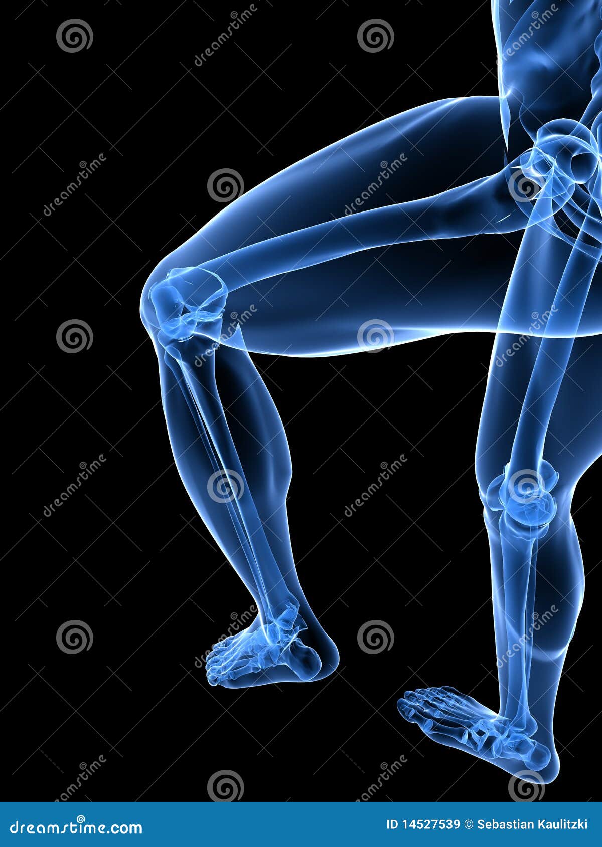 Leg x-ray illustration stock illustration. Illustration of joint - 14527539