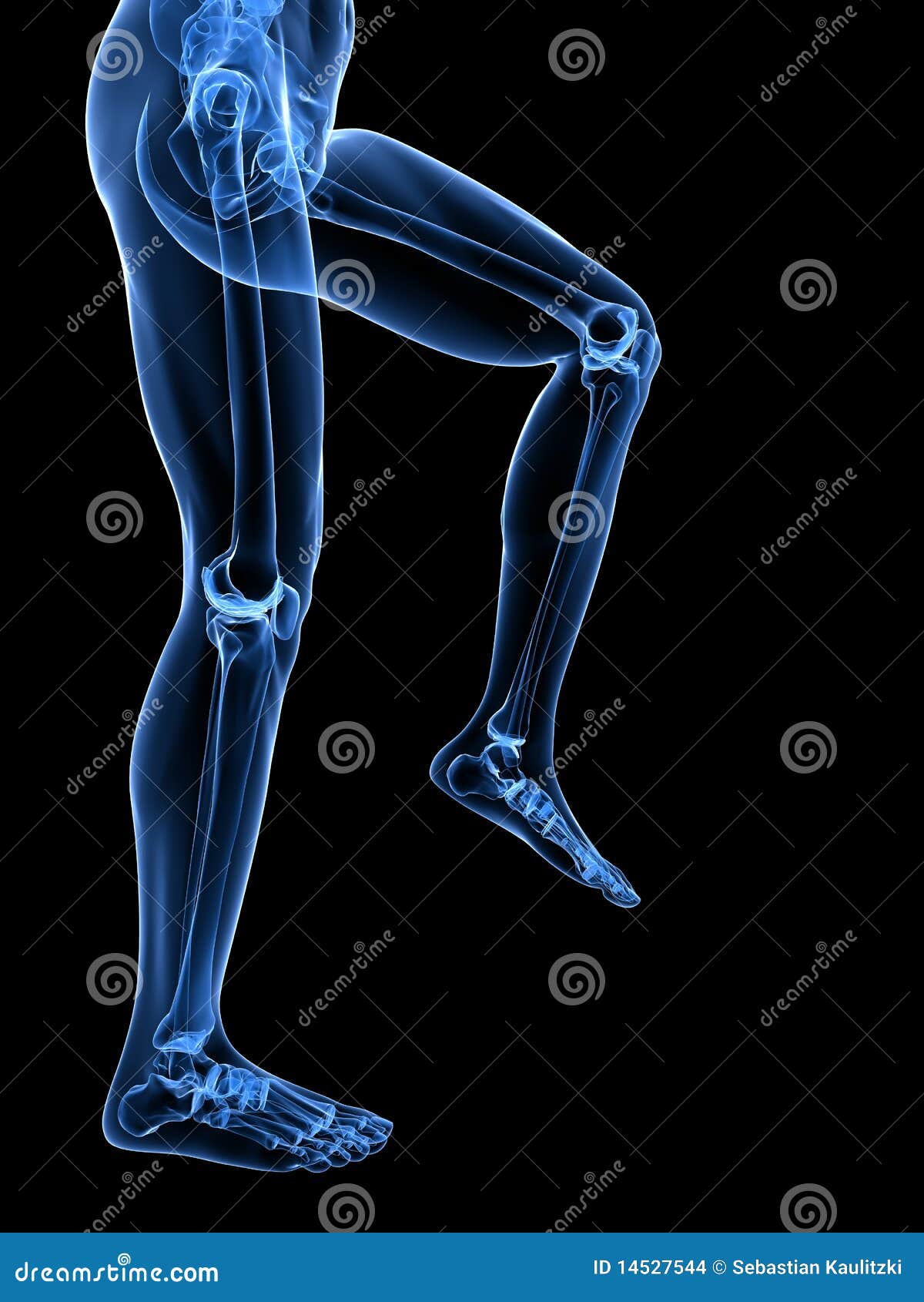 Leg x-ray illustration stock illustration. Illustration of meniscus ...