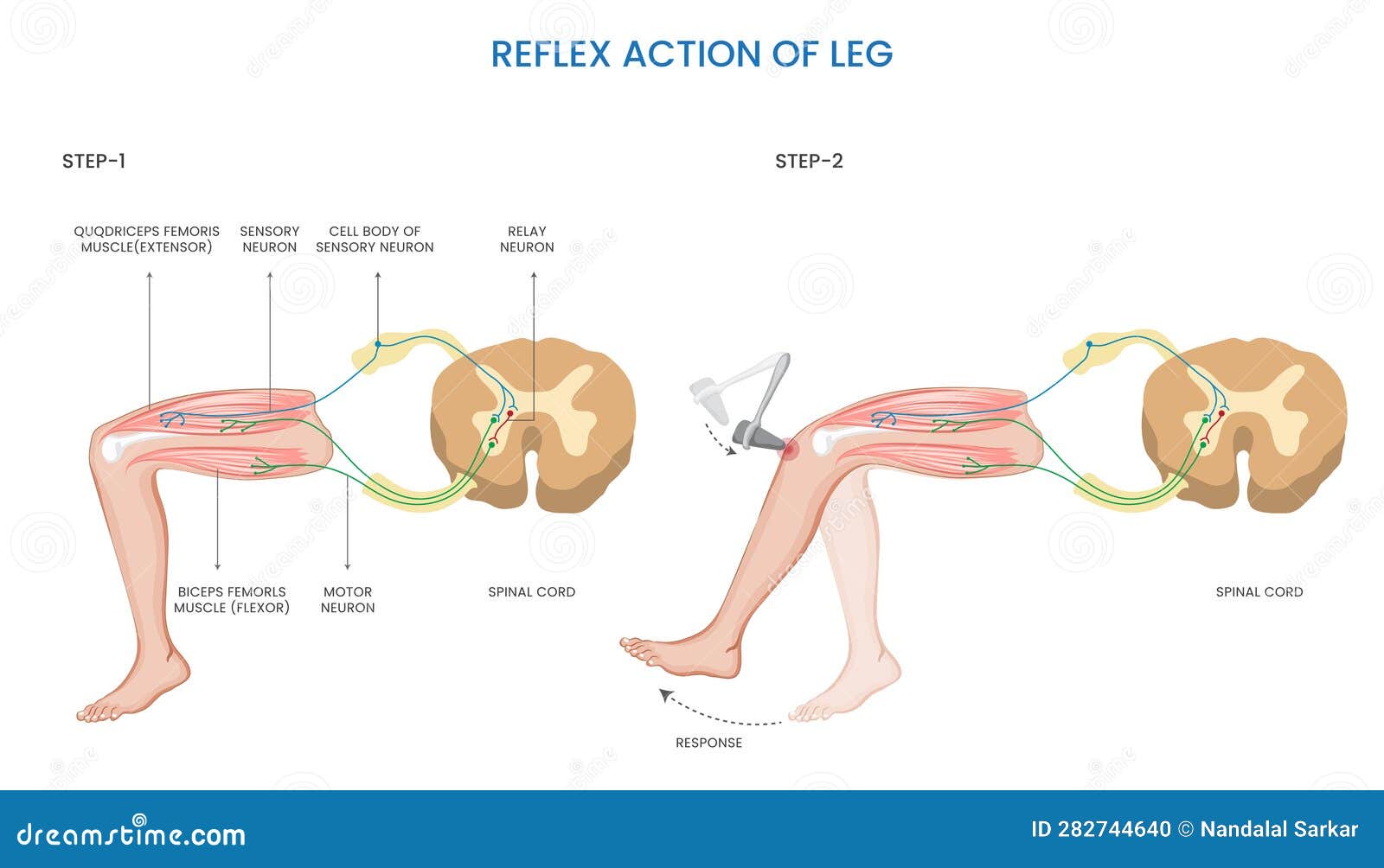 Reflex ARC Sensory Neuron Pathway From Stimulus To Response Outline ...