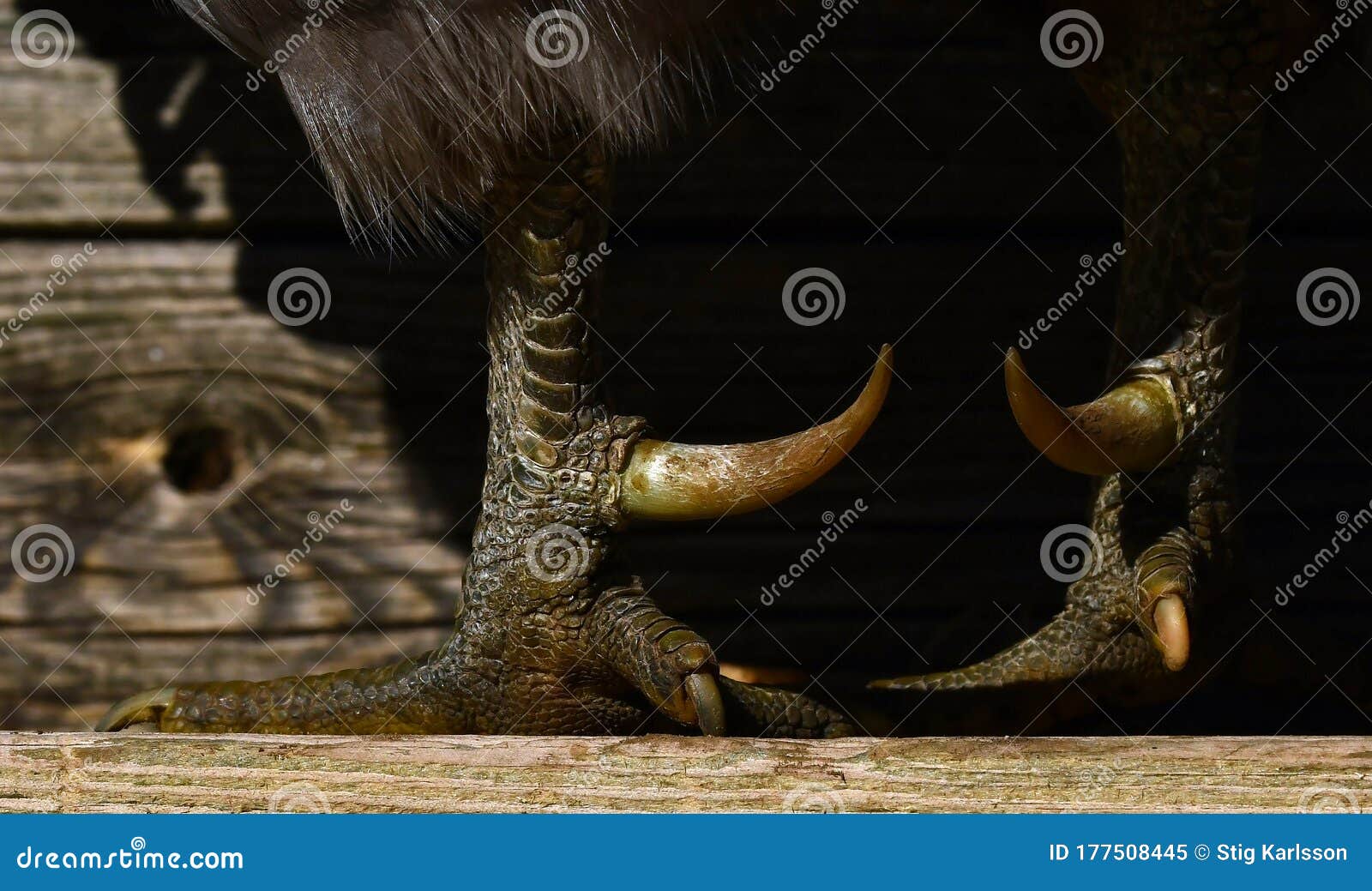 Leg of Rooster with Spurs Closeup Stock Image - Image of chicken ...