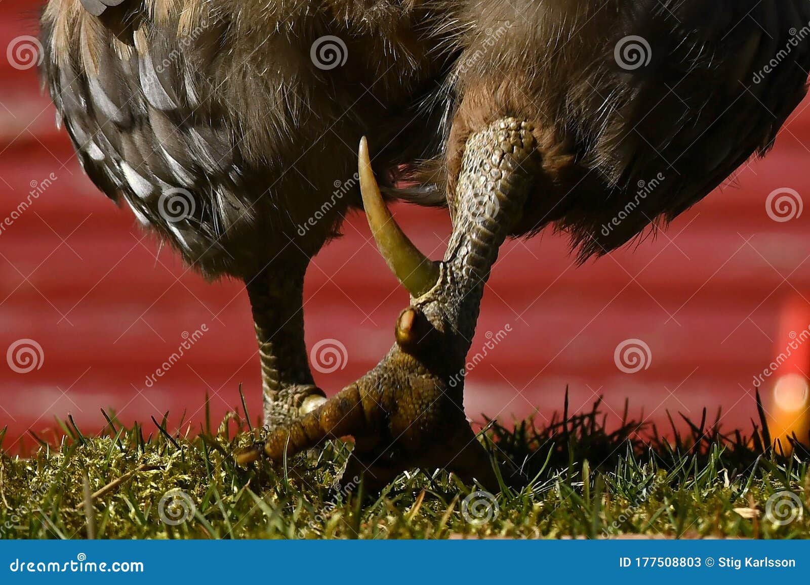Leg of Rooster with Spurs Closeup Stock Image - Image of cockerel, farm ...